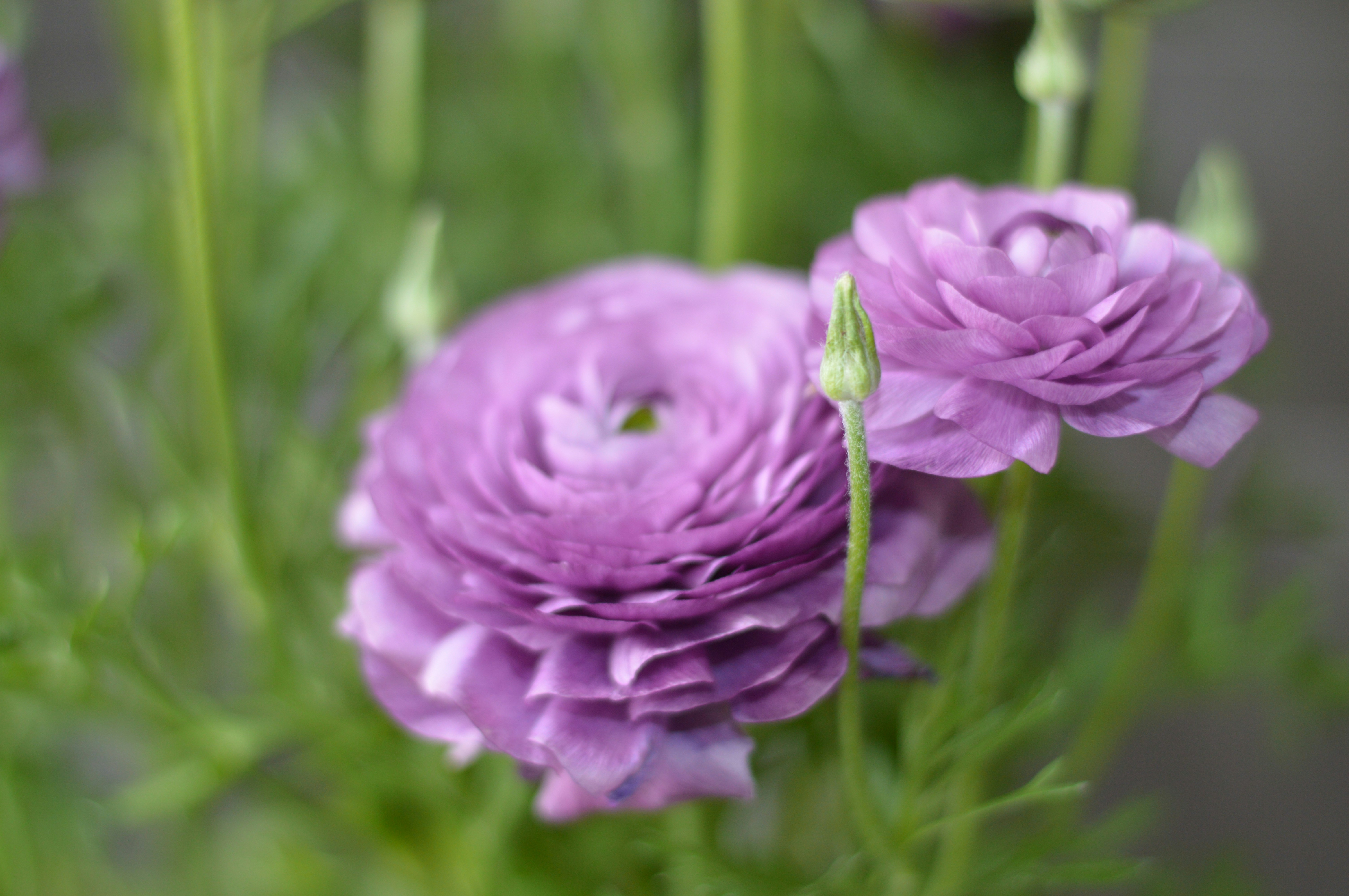 Purple ranunculus flowers blooming in a garden. photo – Free Flower ...