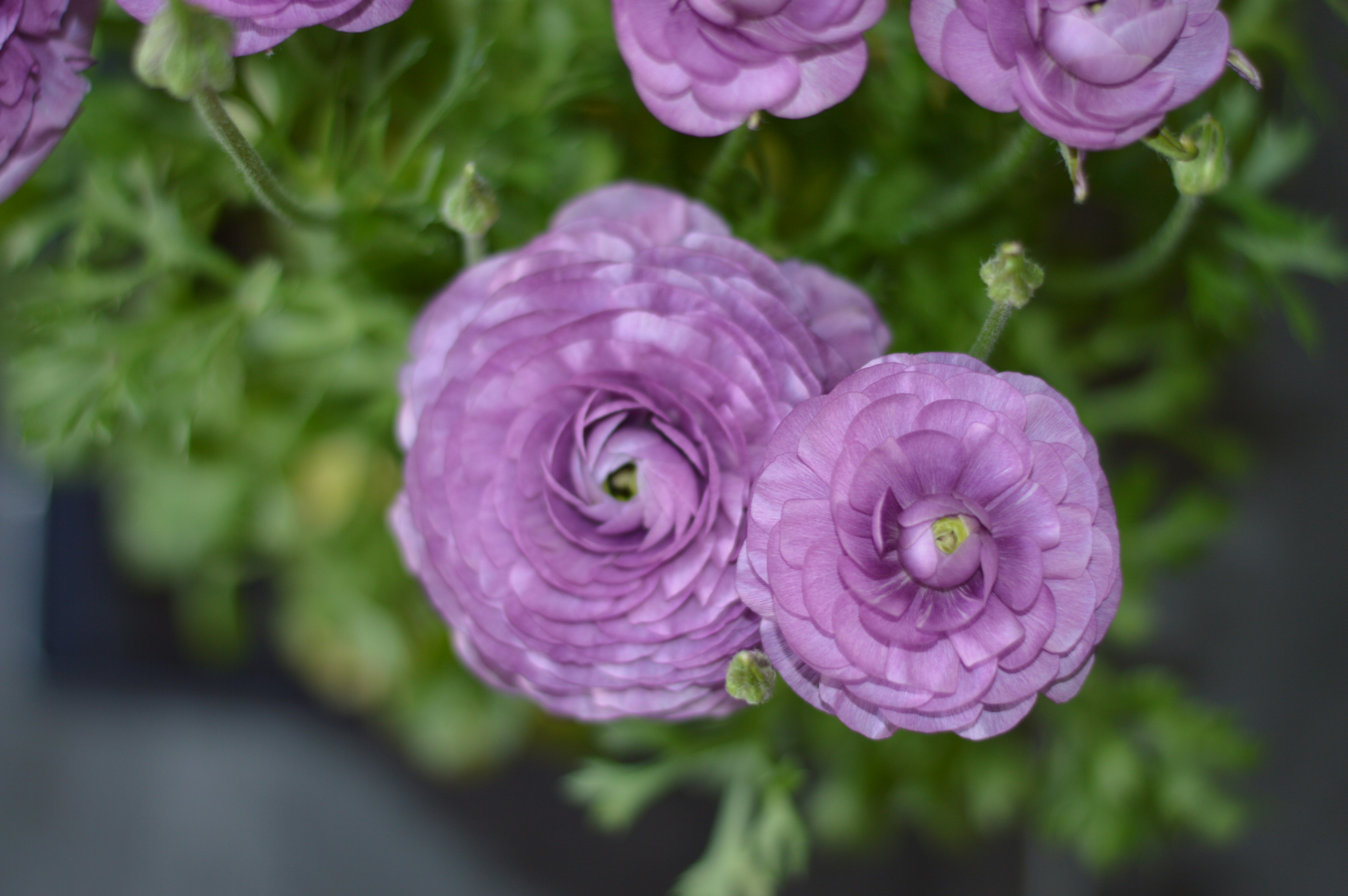 Voici une légende : de belles fleurs violettes sont en pleine floraison ...