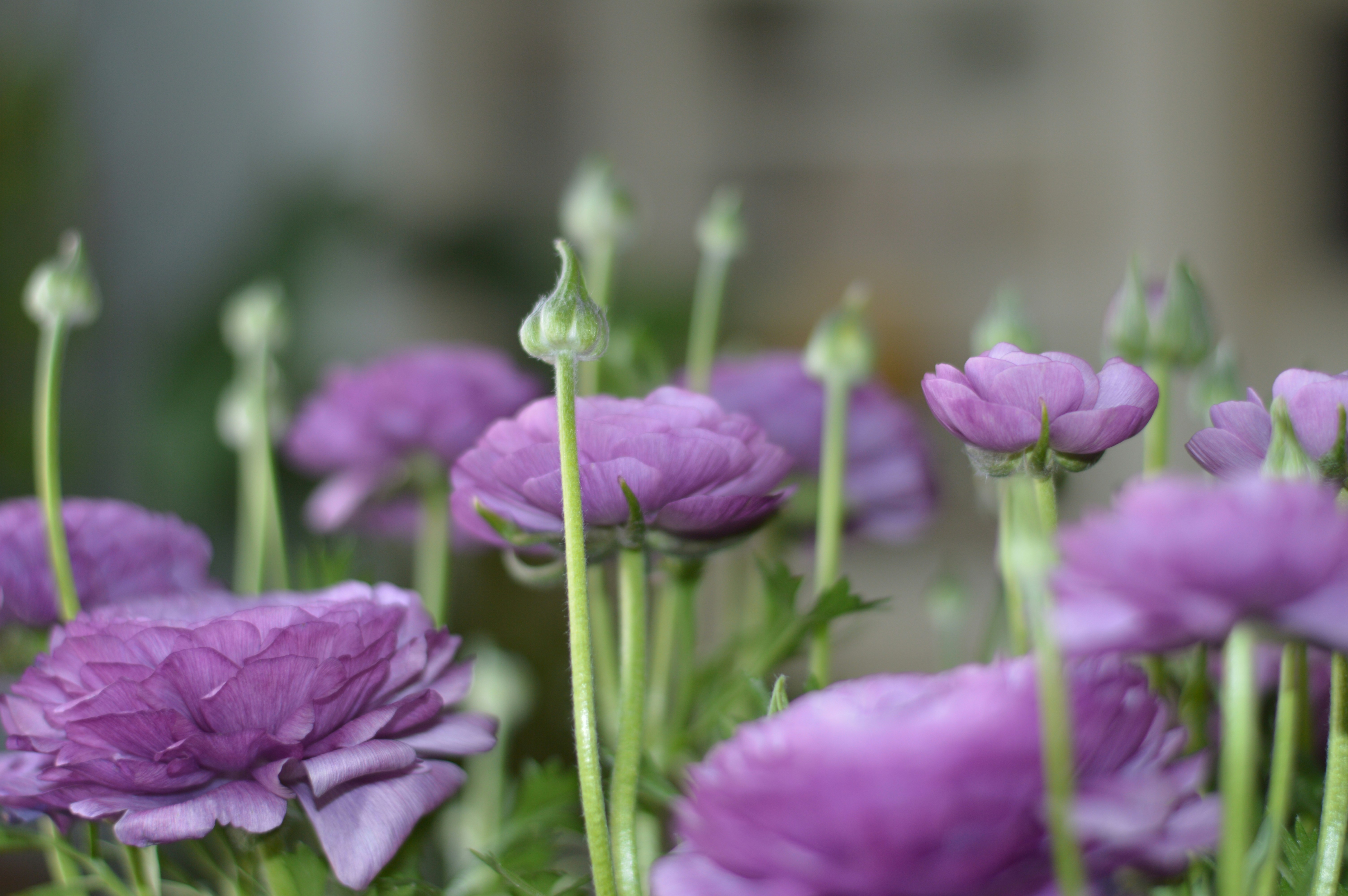 Close-Up Ranunculus: Purple Petals in Sharp Focus Against Velvet Blur