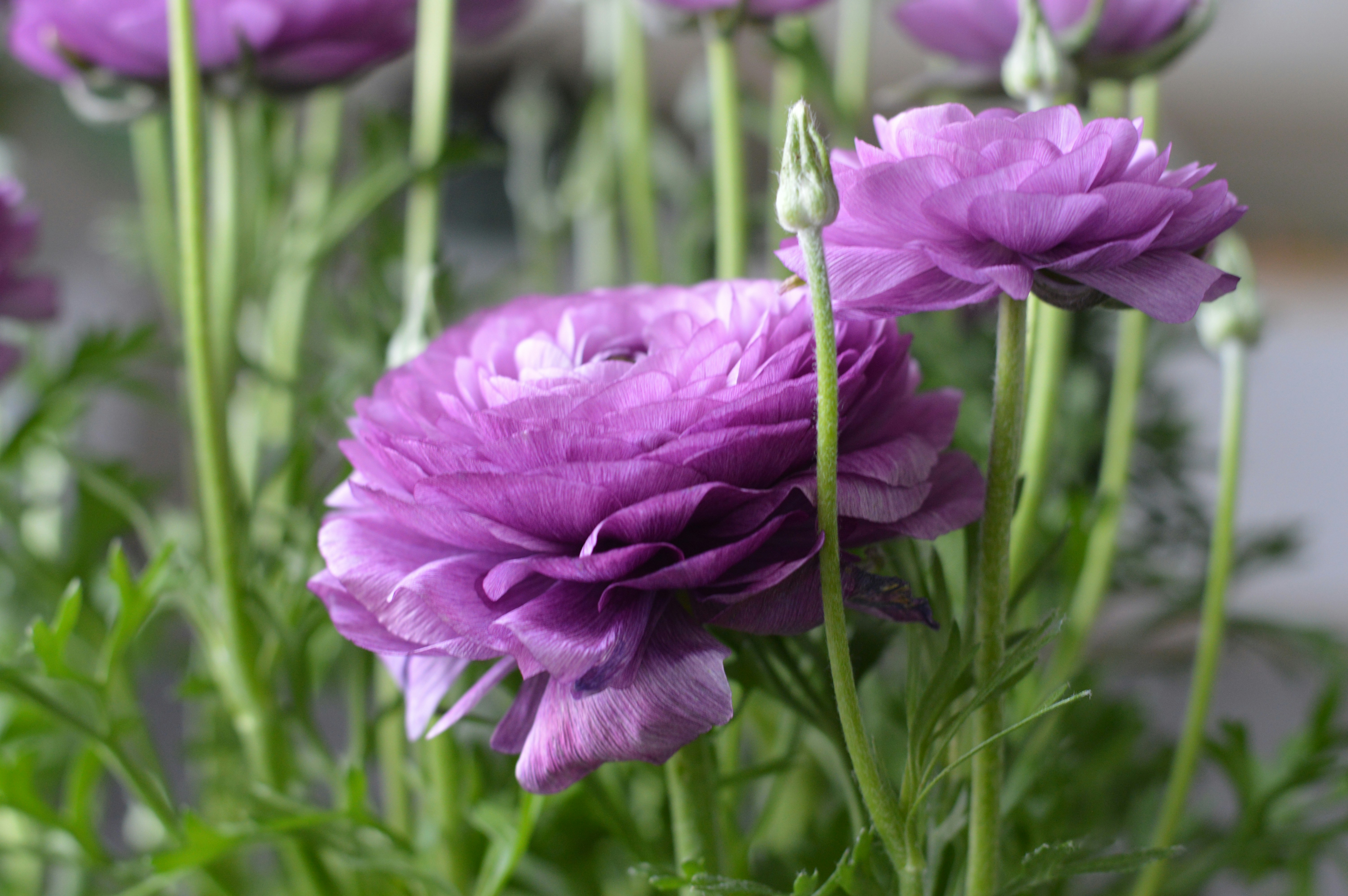 Beautiful purple ranunculus flowers bloom brightly. photo – Free Flower ...