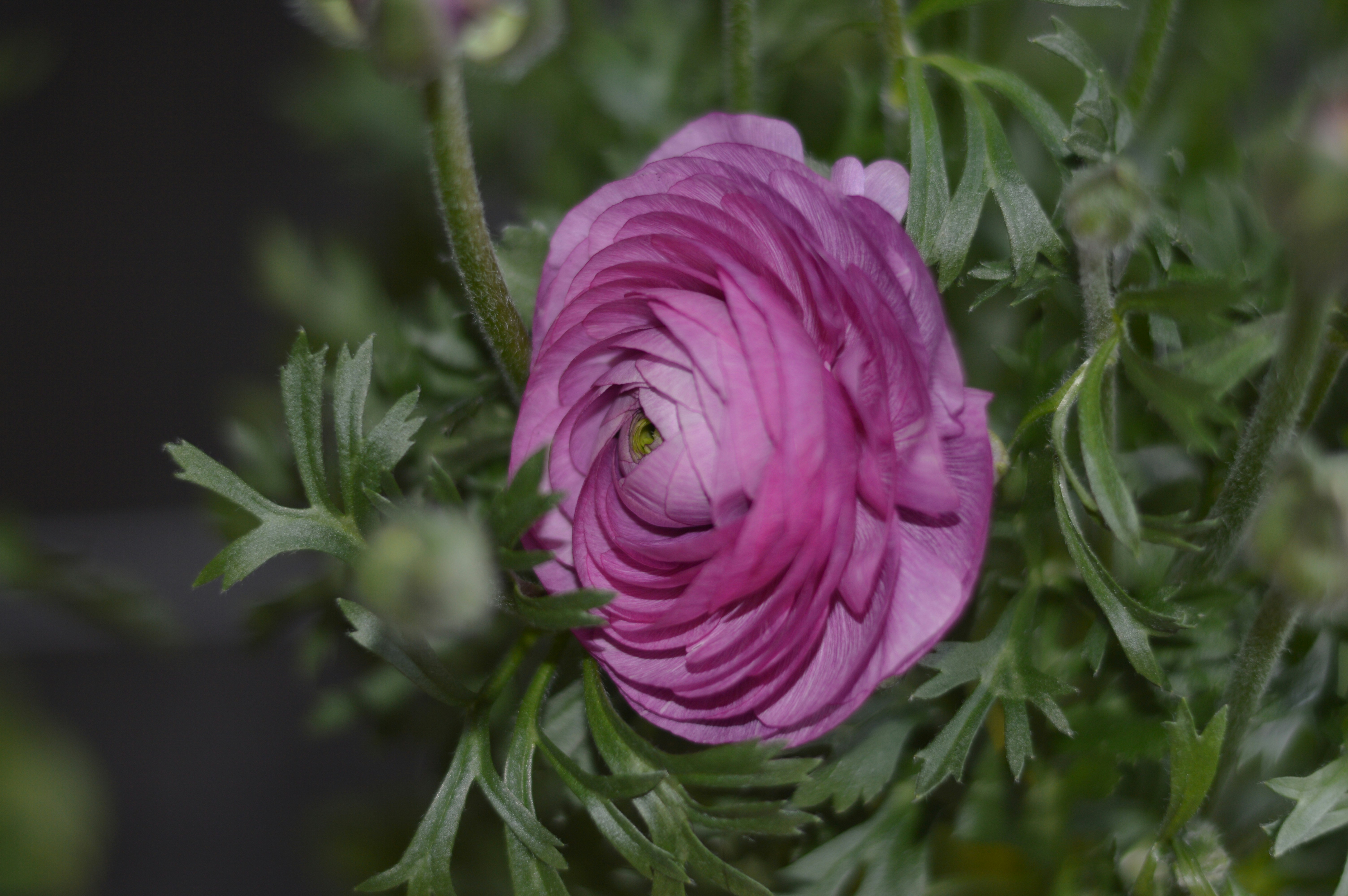 A purple ranunculus blossom emerges amongst foliage. photo – Free ...