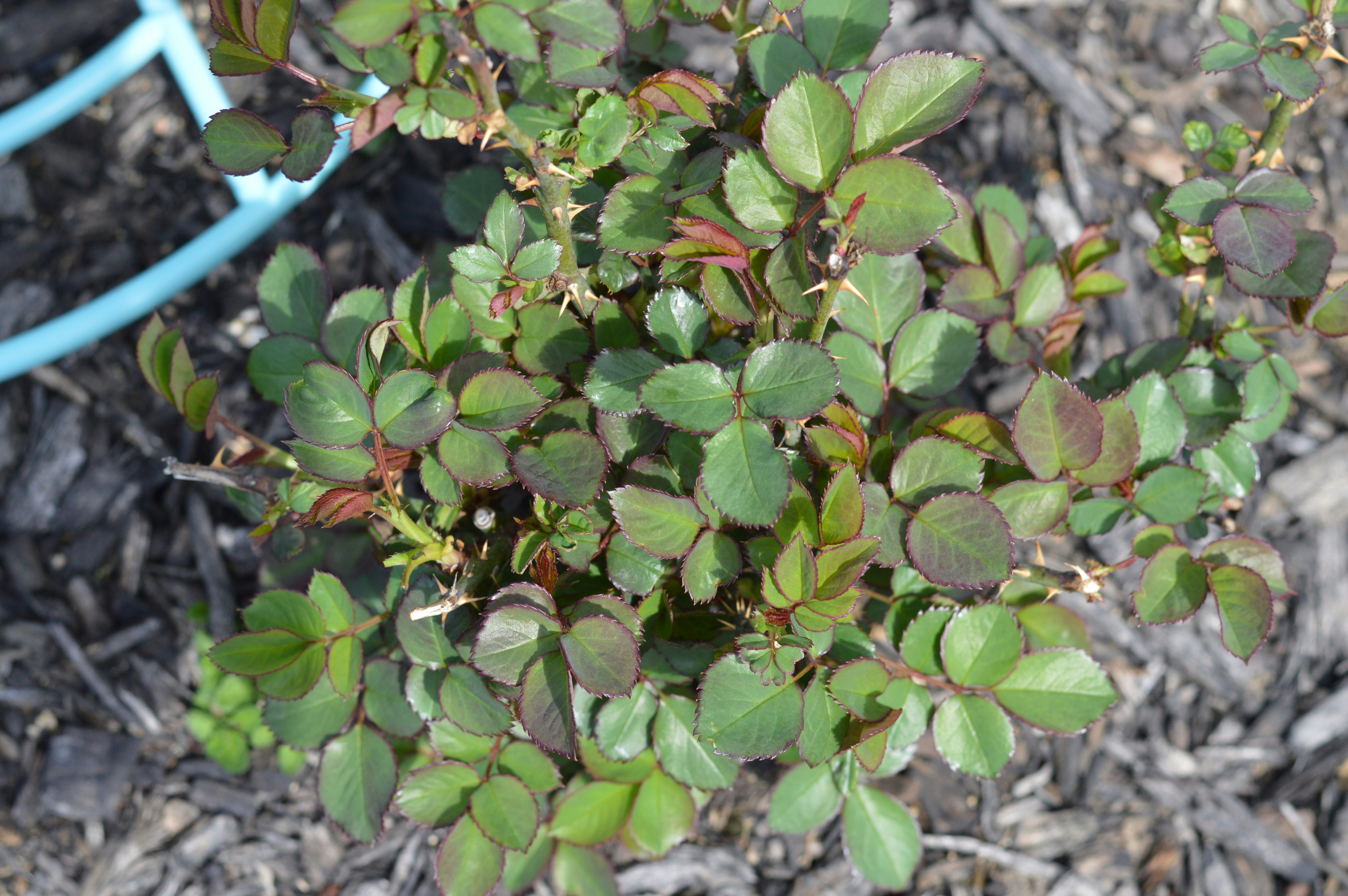 Un rosal saludable con hojas verdes. foto – Imagen de Flor gratuita en ...