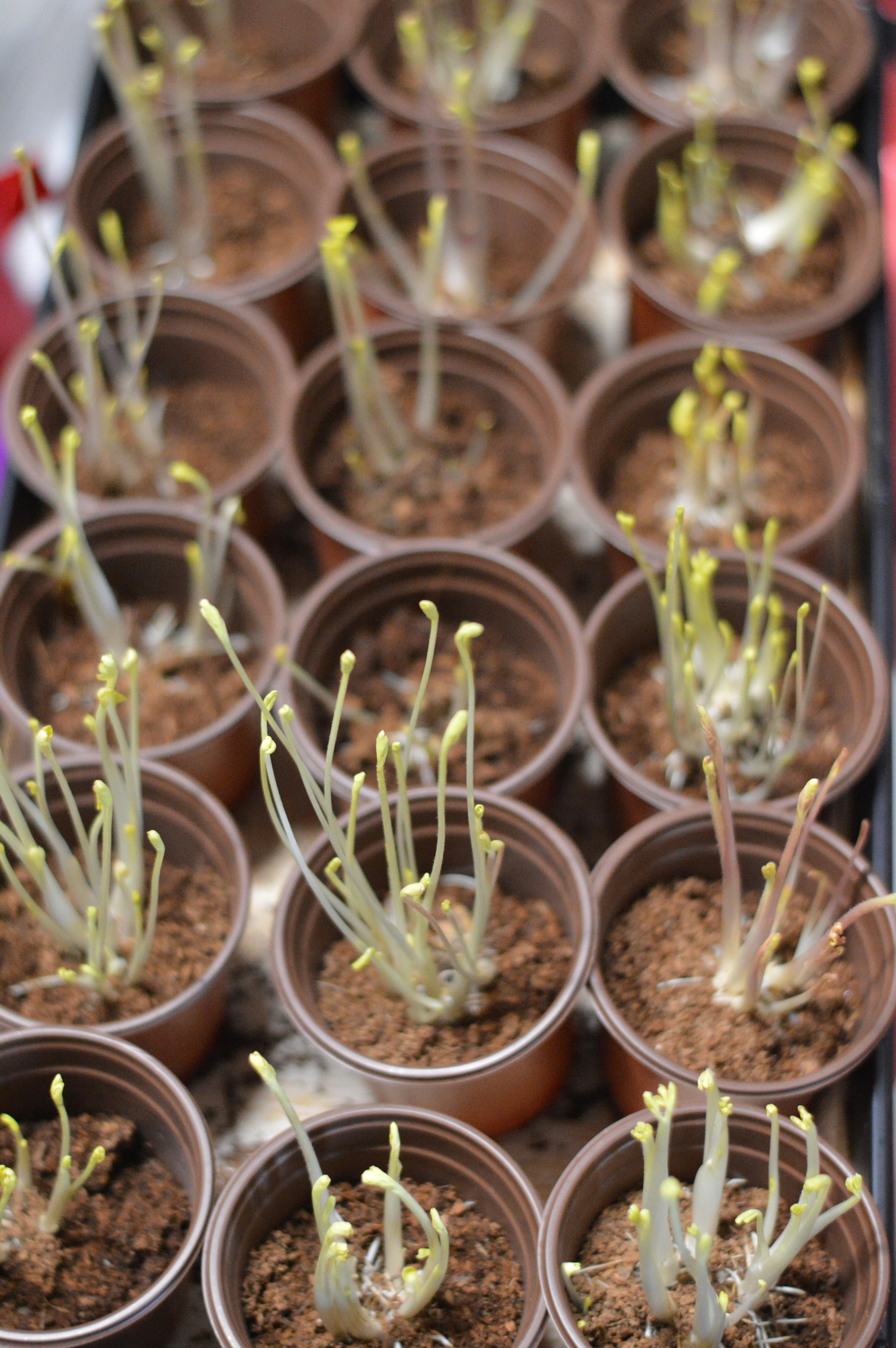 Seedlings sprout in pots, ready to grow. photo – Free Green growth ...