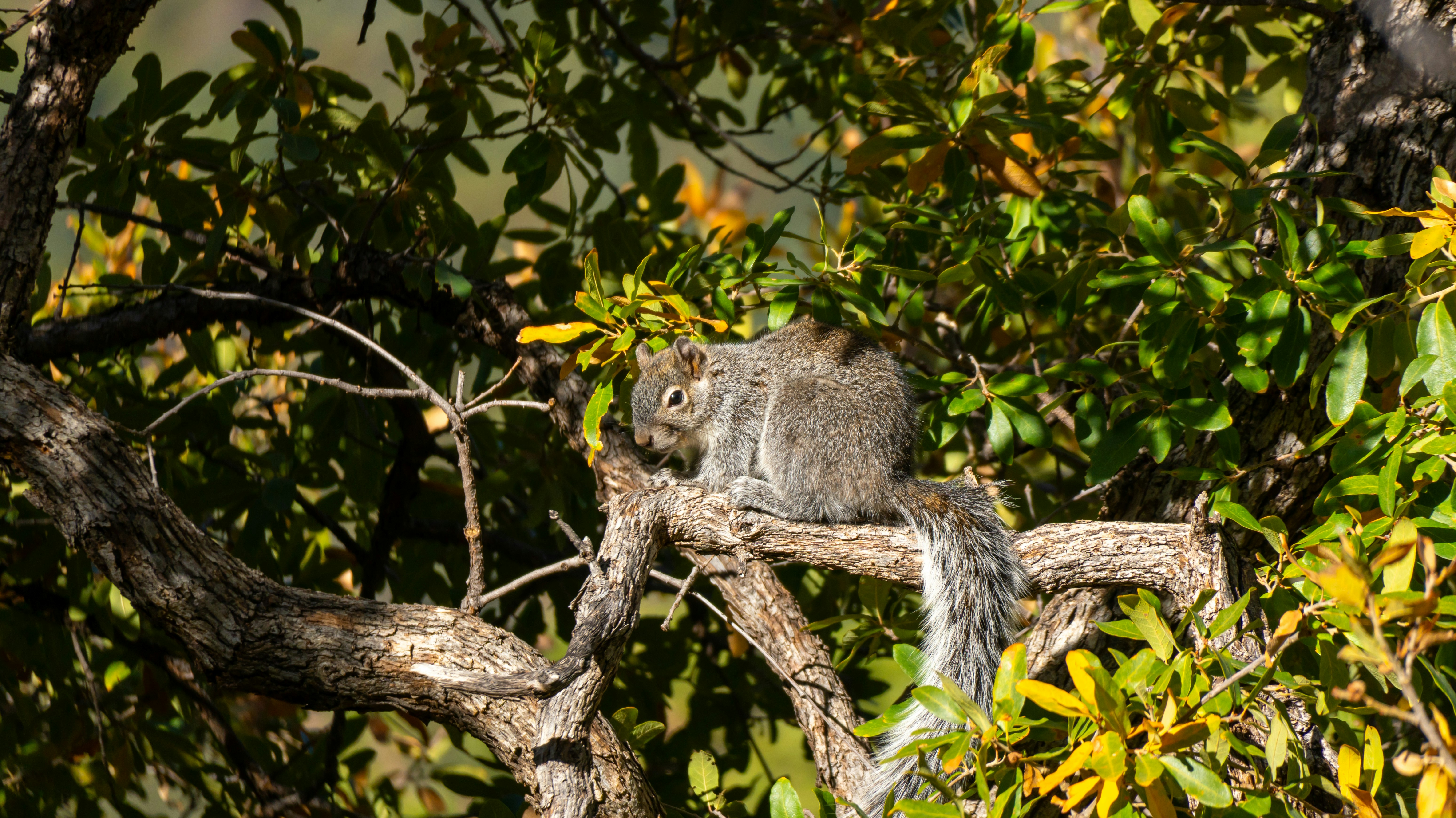 Serene Moment in the Canopy