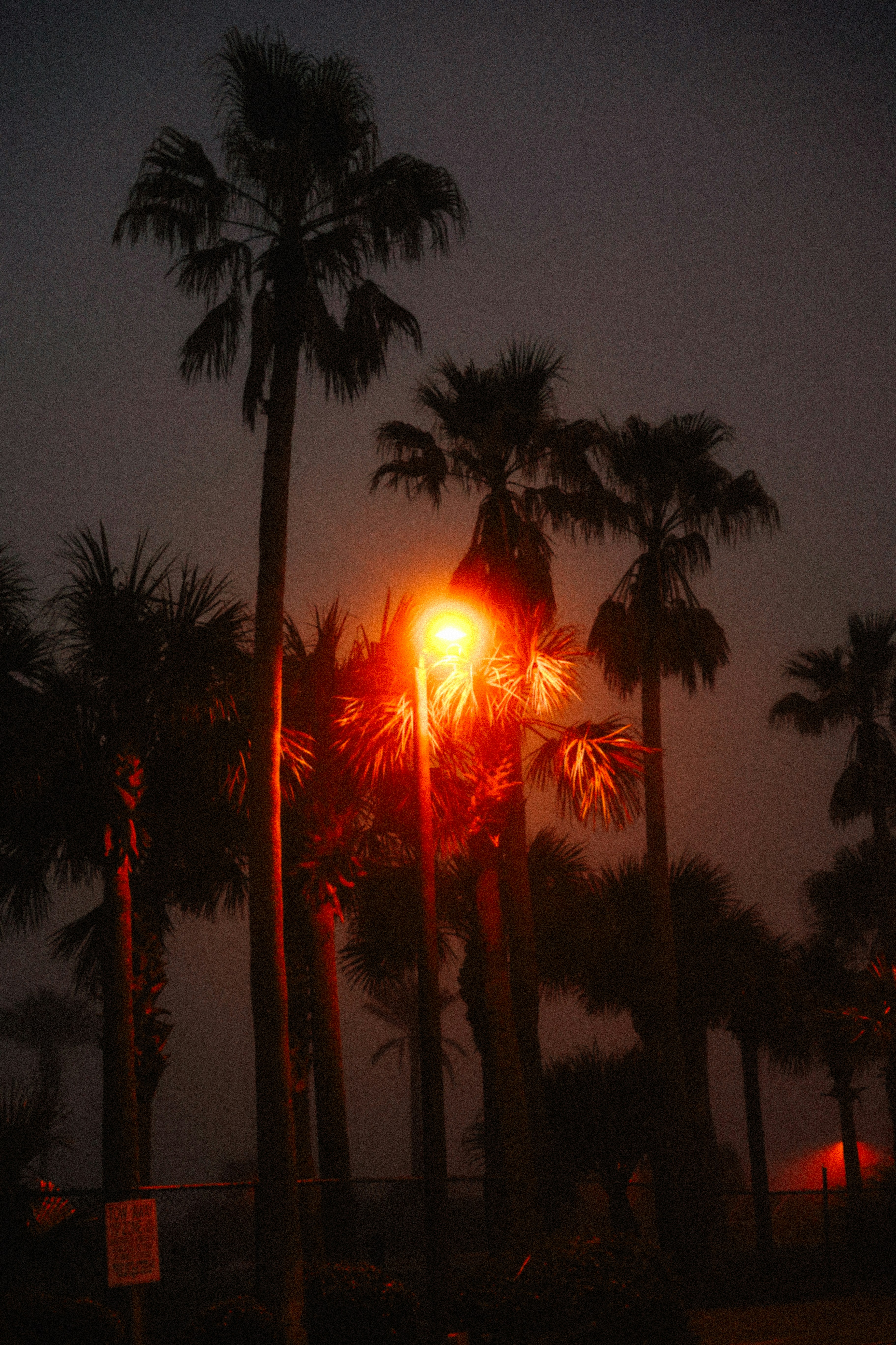 Ember Glow Between Palms: Night Streetlamp Portrait