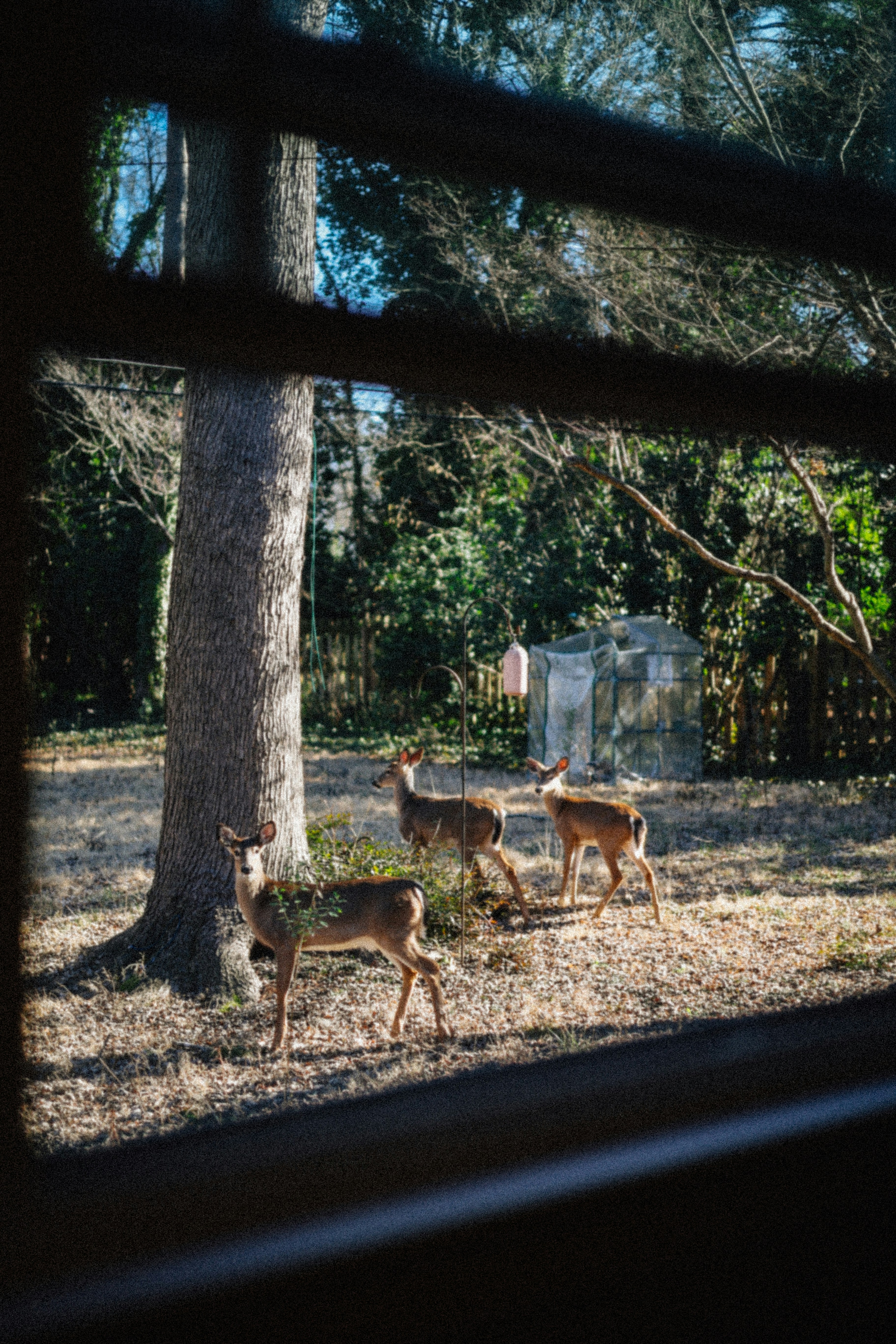 Three deer in a sunlit clearing framed by garden fencing