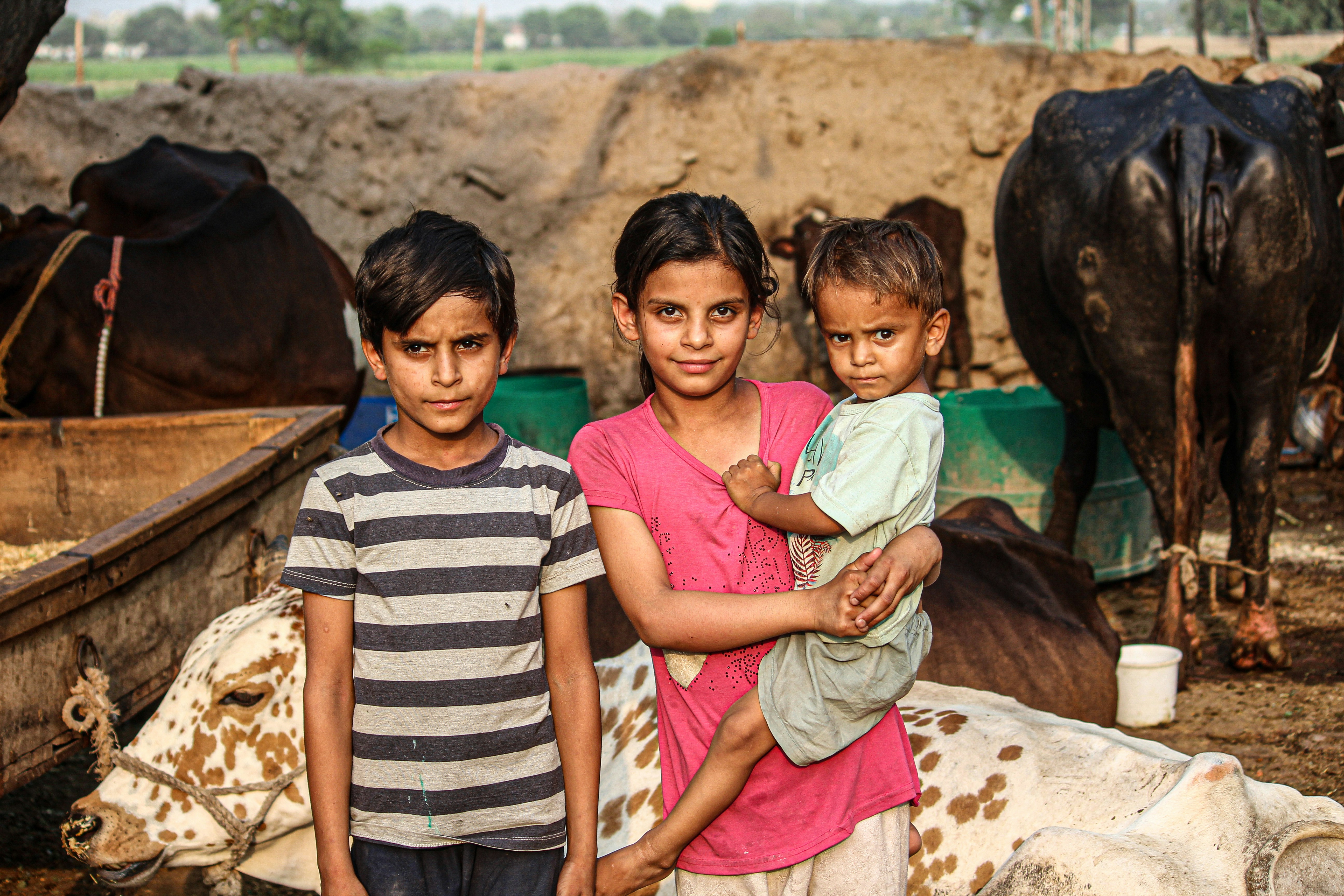 Three children stand with cows on a farm. photo – Free Image on Unsplash