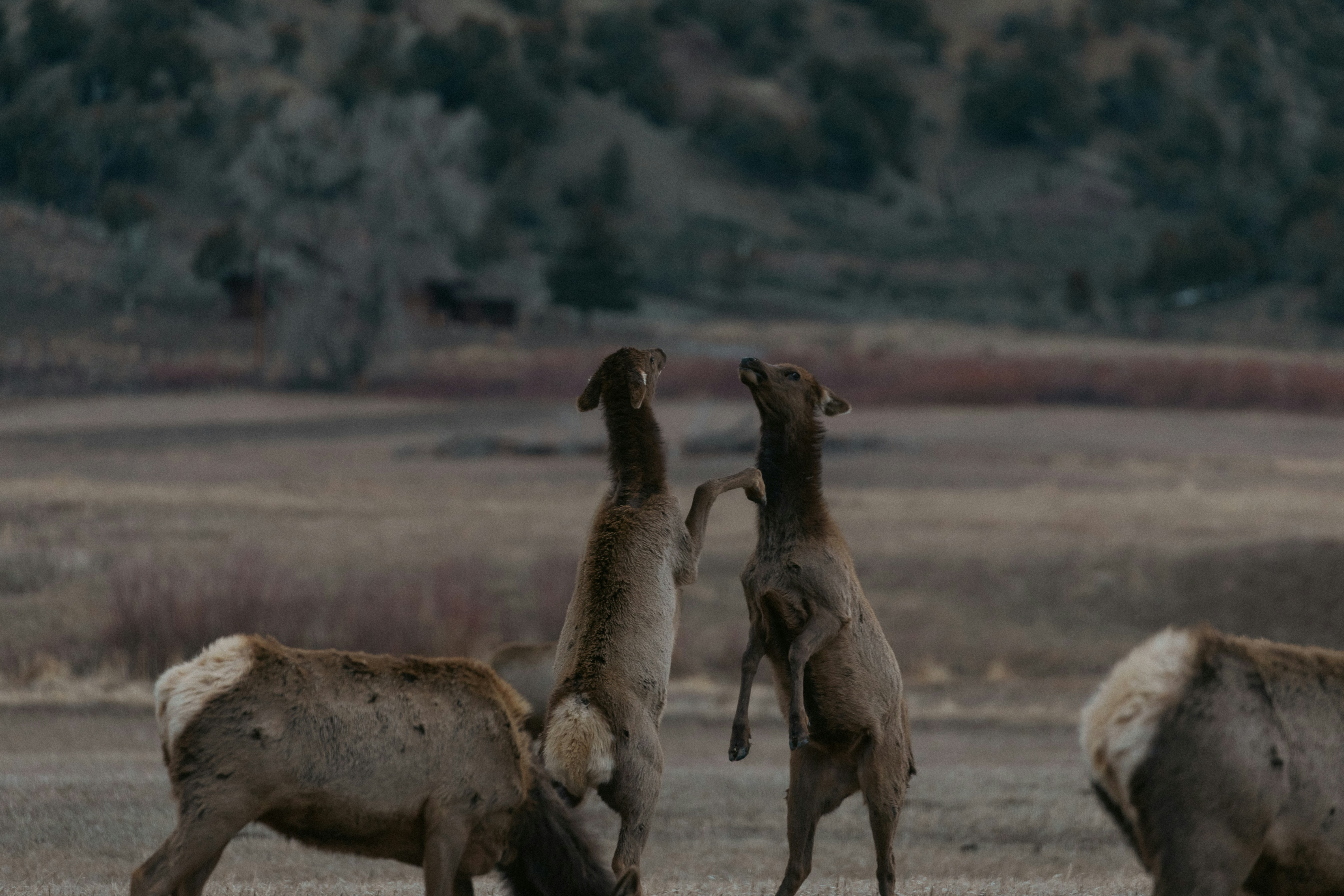 Two Upright Meerkats Face Off on a Sparse Savanna