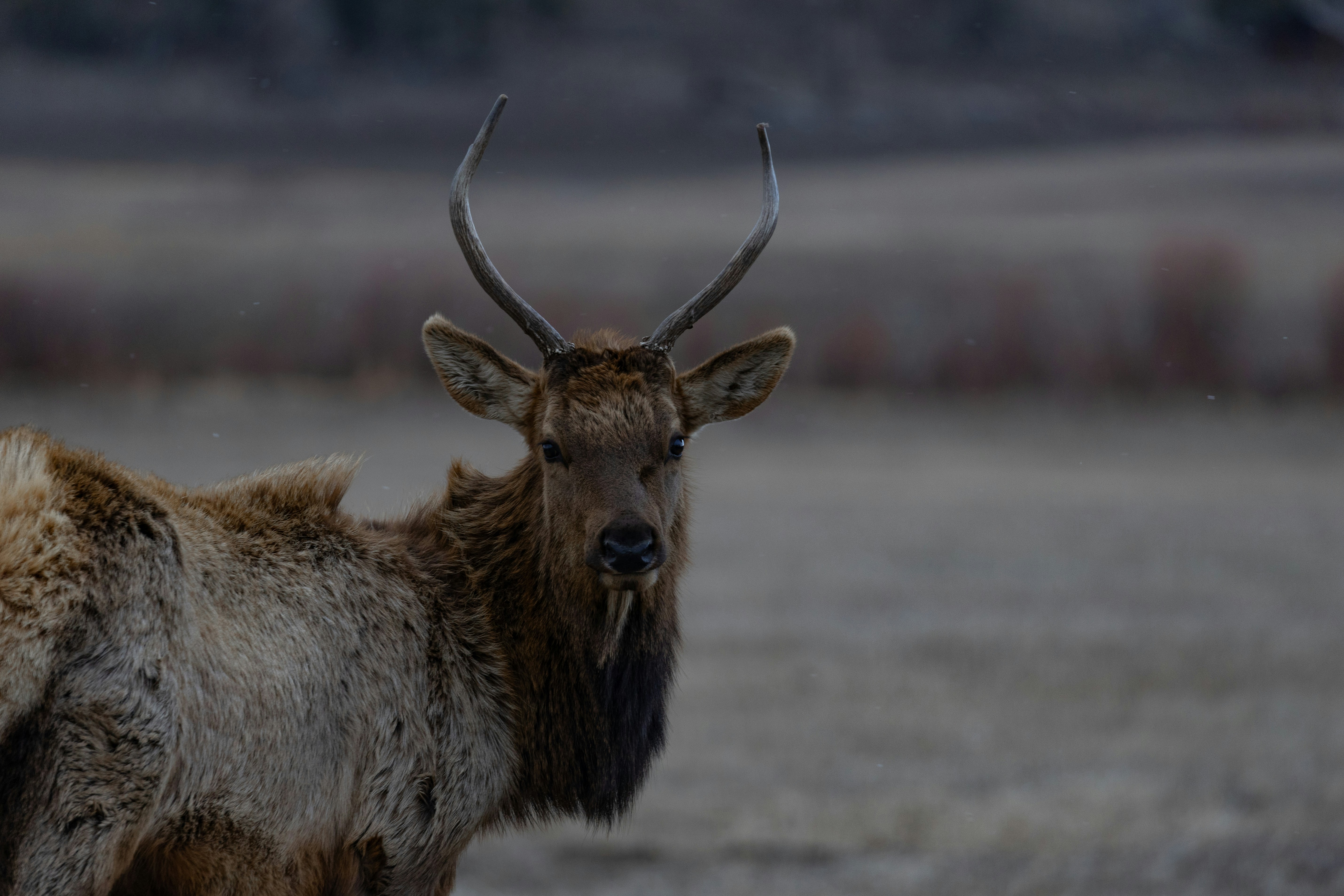 Curious Encounter: The Elk's Return Gaze