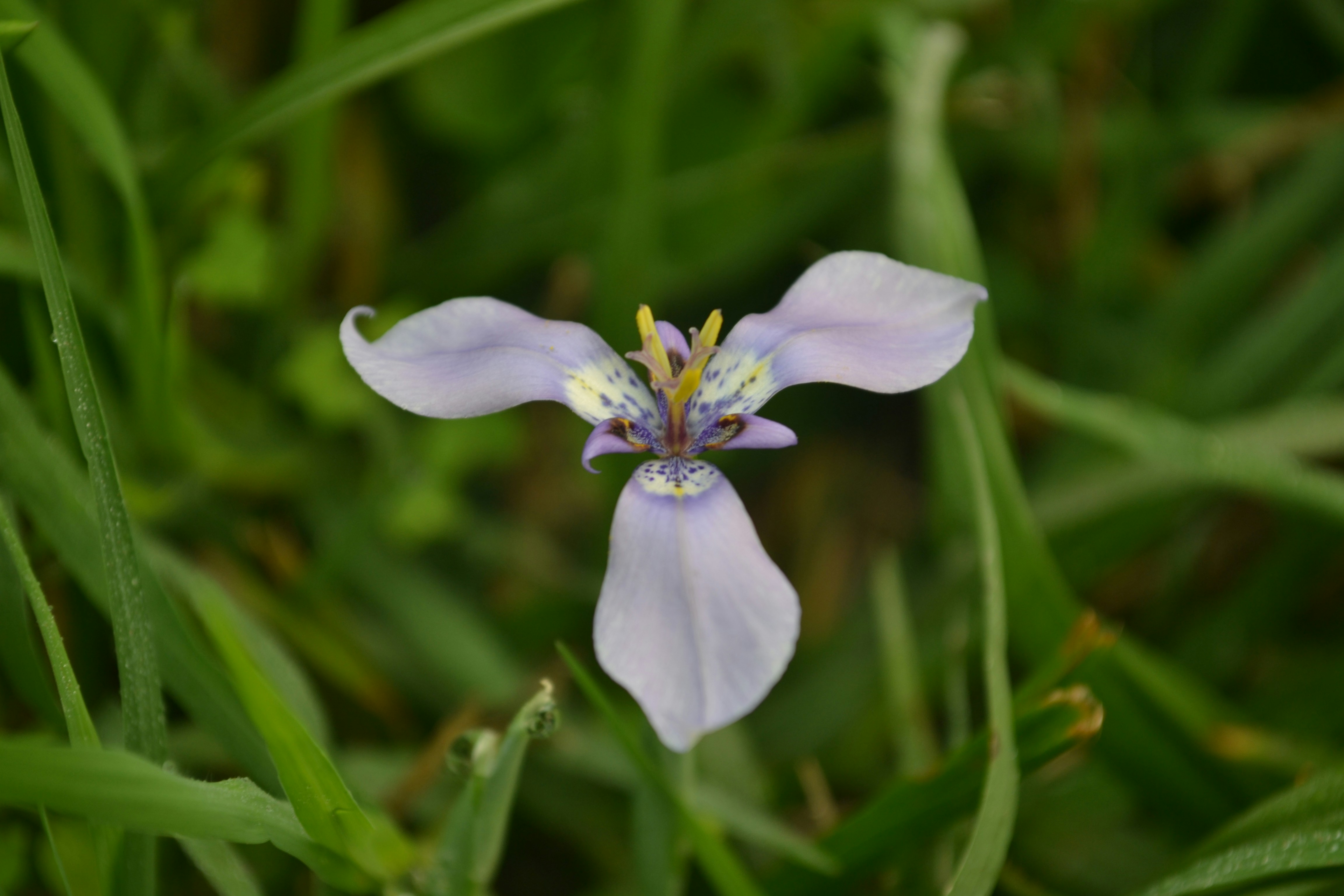 Patience in Violet: A lone iris among the blades