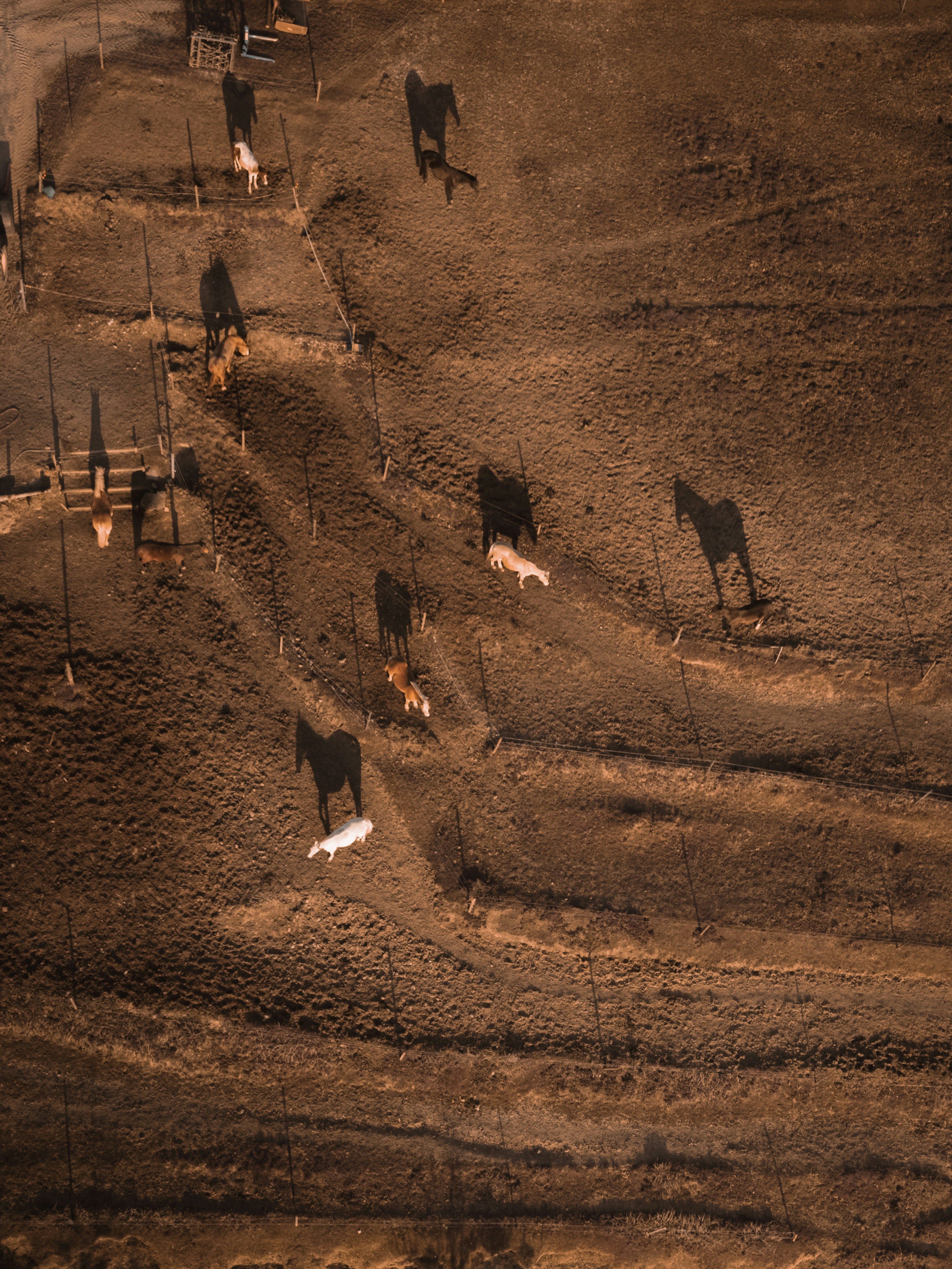 Golden Ridges and Shadowed Herds: A Drone Portrait of Terraced Pastures