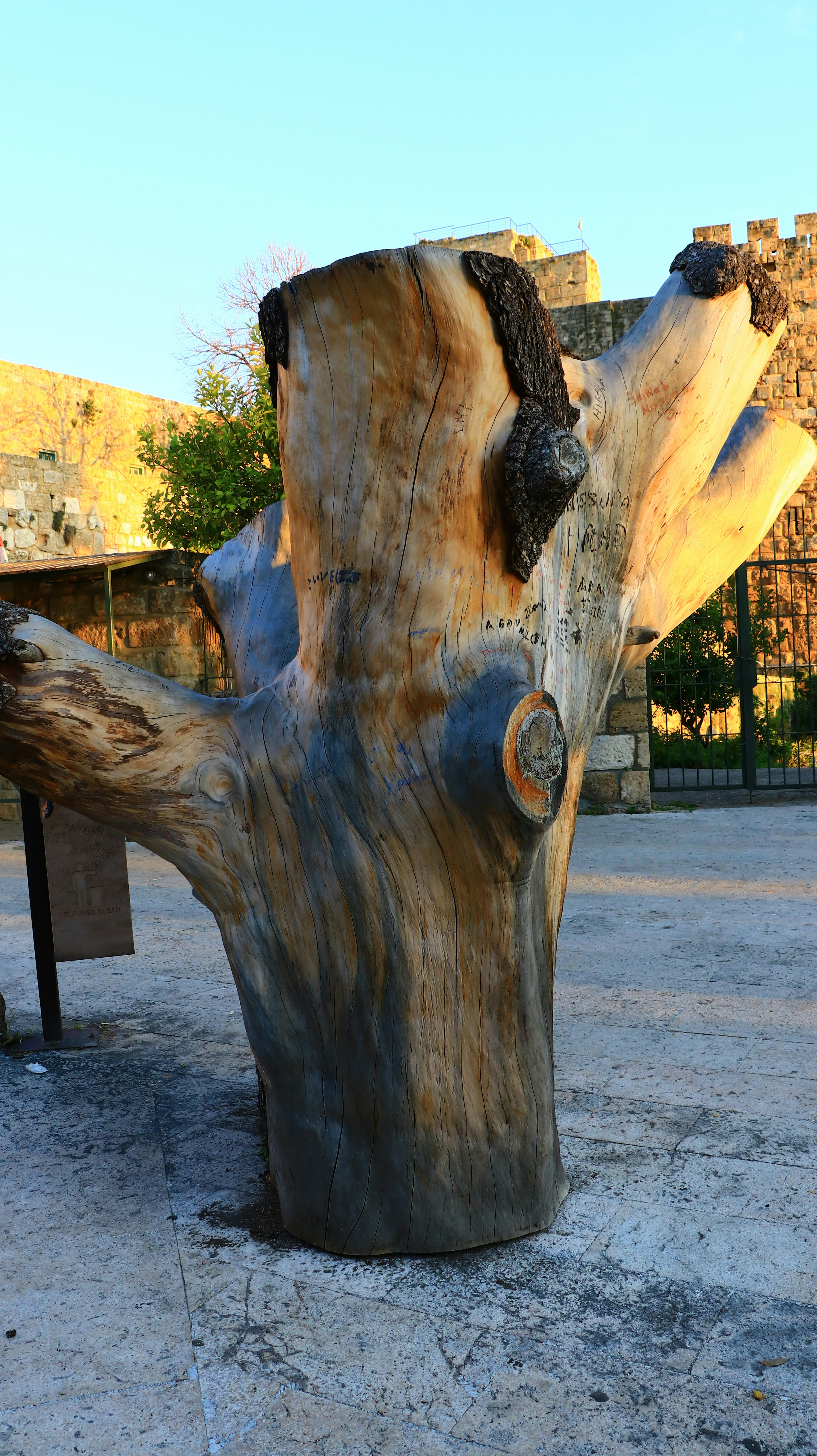Ancient Trunk, Modern Echoes: A Standing Remnant Against Stone Walls