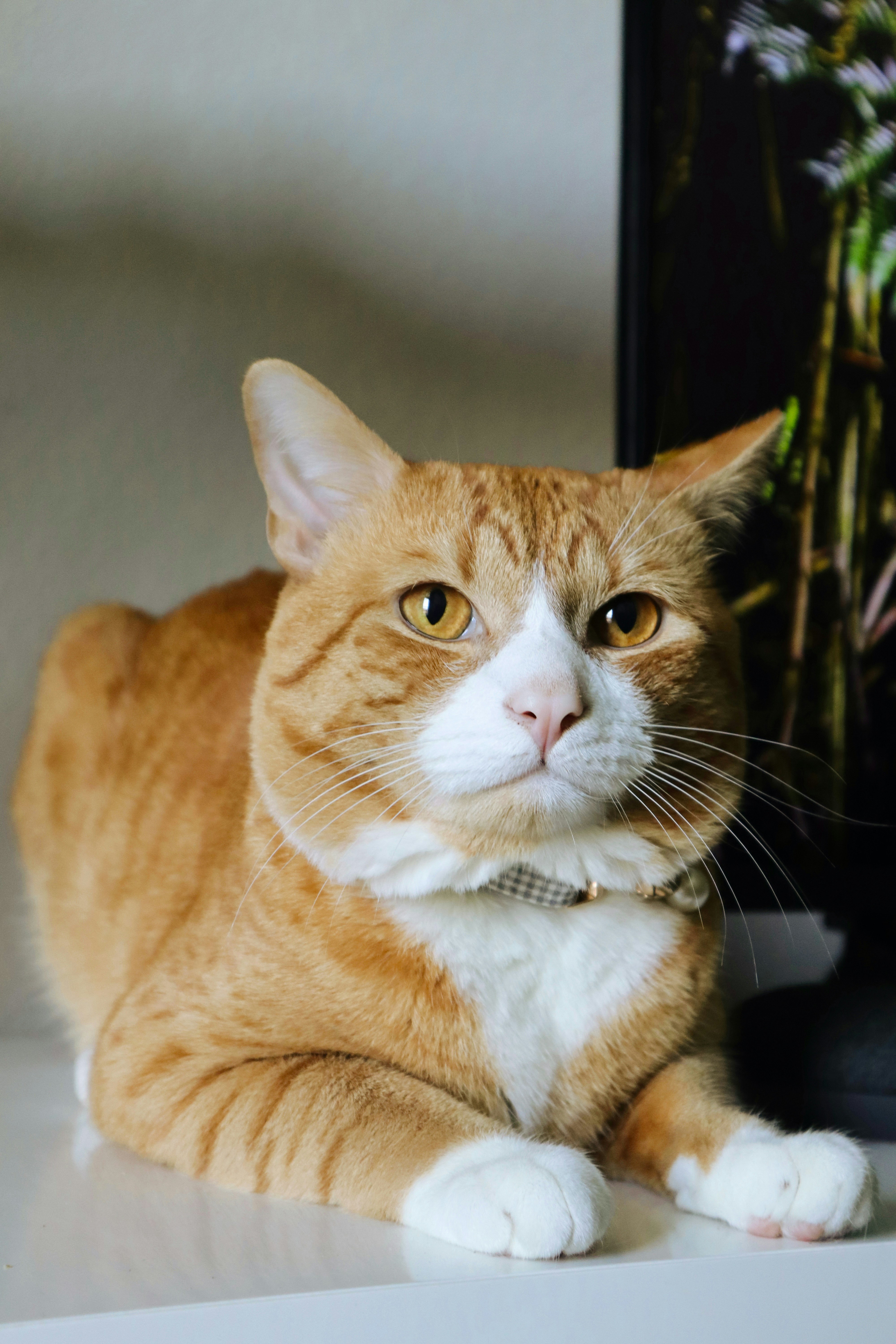 Orange cat with white markings sits and stares. photo – Free Cat Image ...