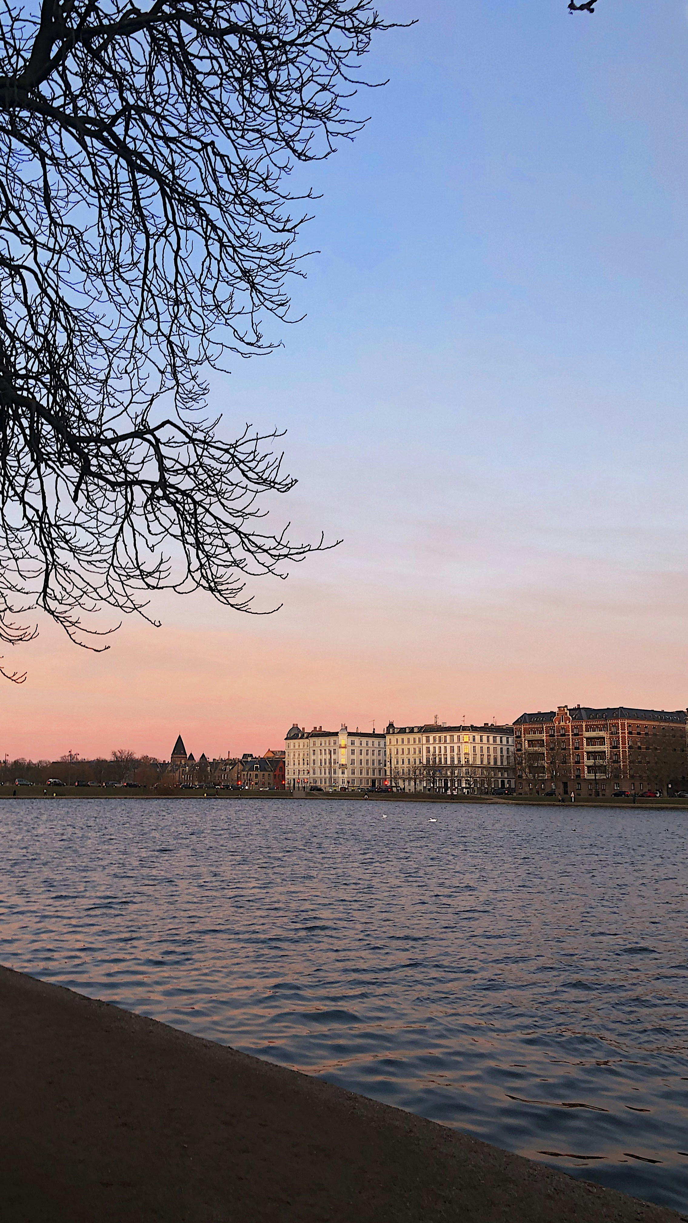 Waterfront buildings under a pastel sunset sky with bare tree branches framing the scene.
