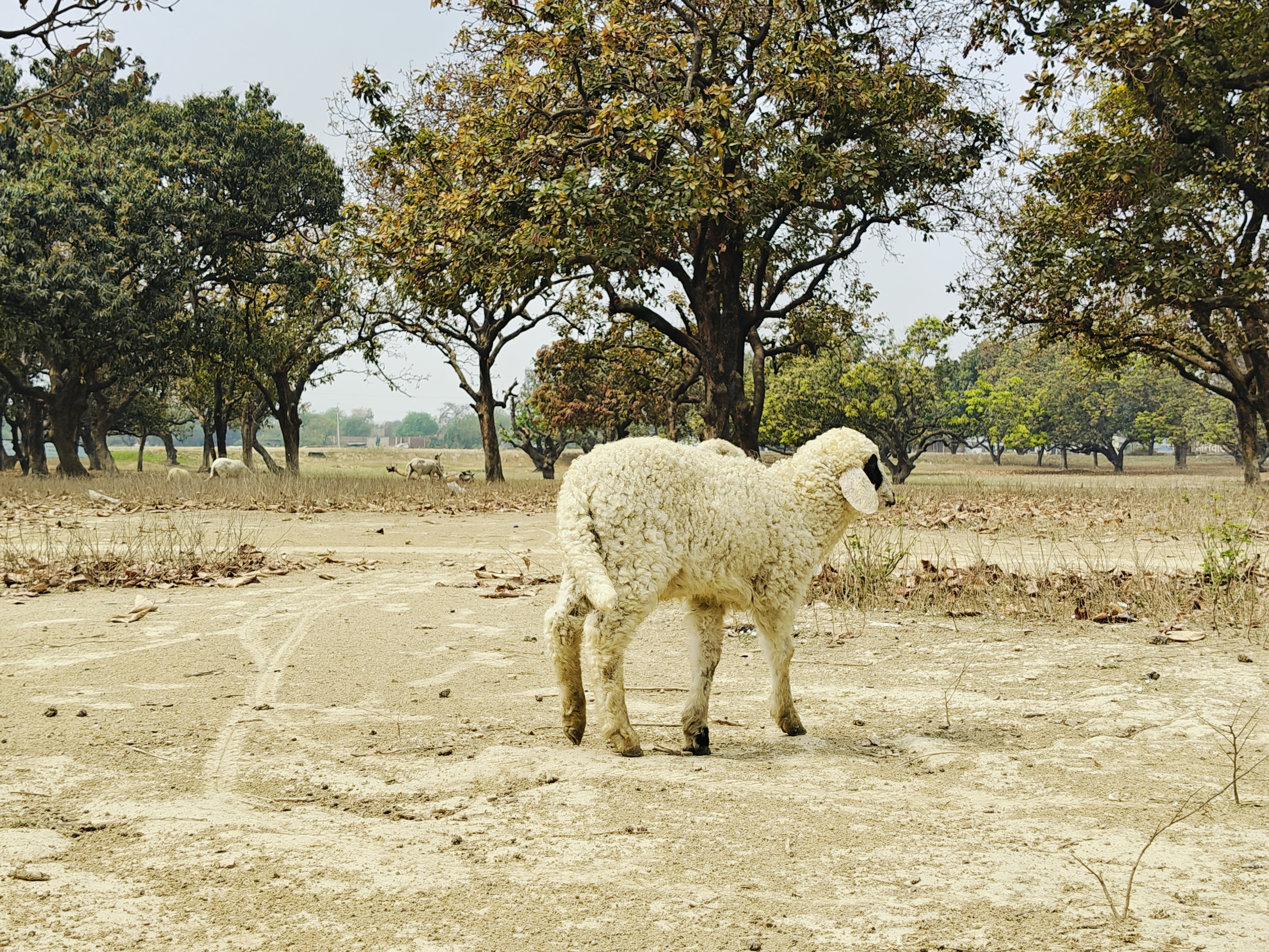 A lone sheep stands on a dusty field with scattered trees in the background, captured in natural daylight.