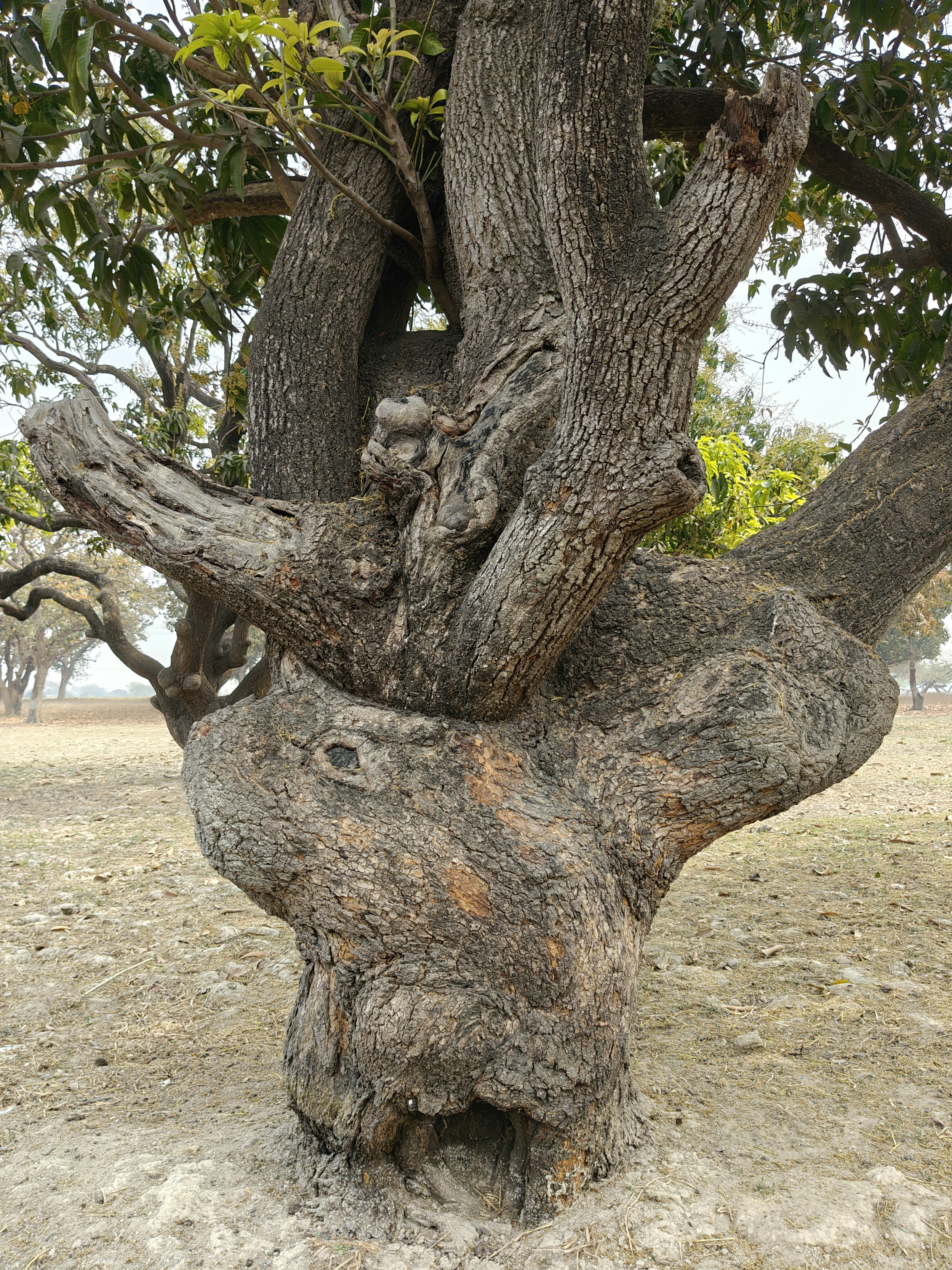 Sample photo from OnePlus Nord 4