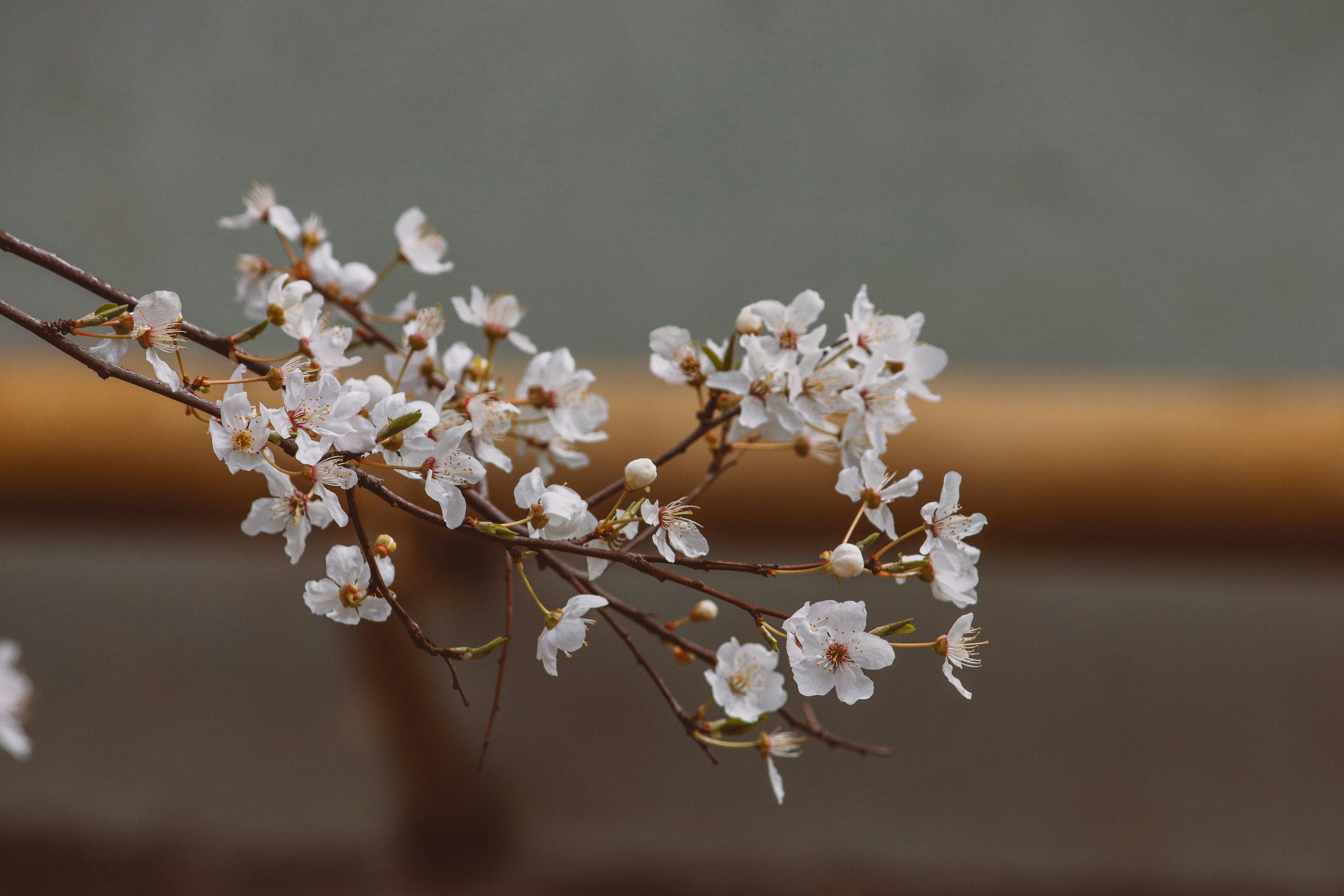 Porcelain Cherry Blossoms in Soft Indoor Light