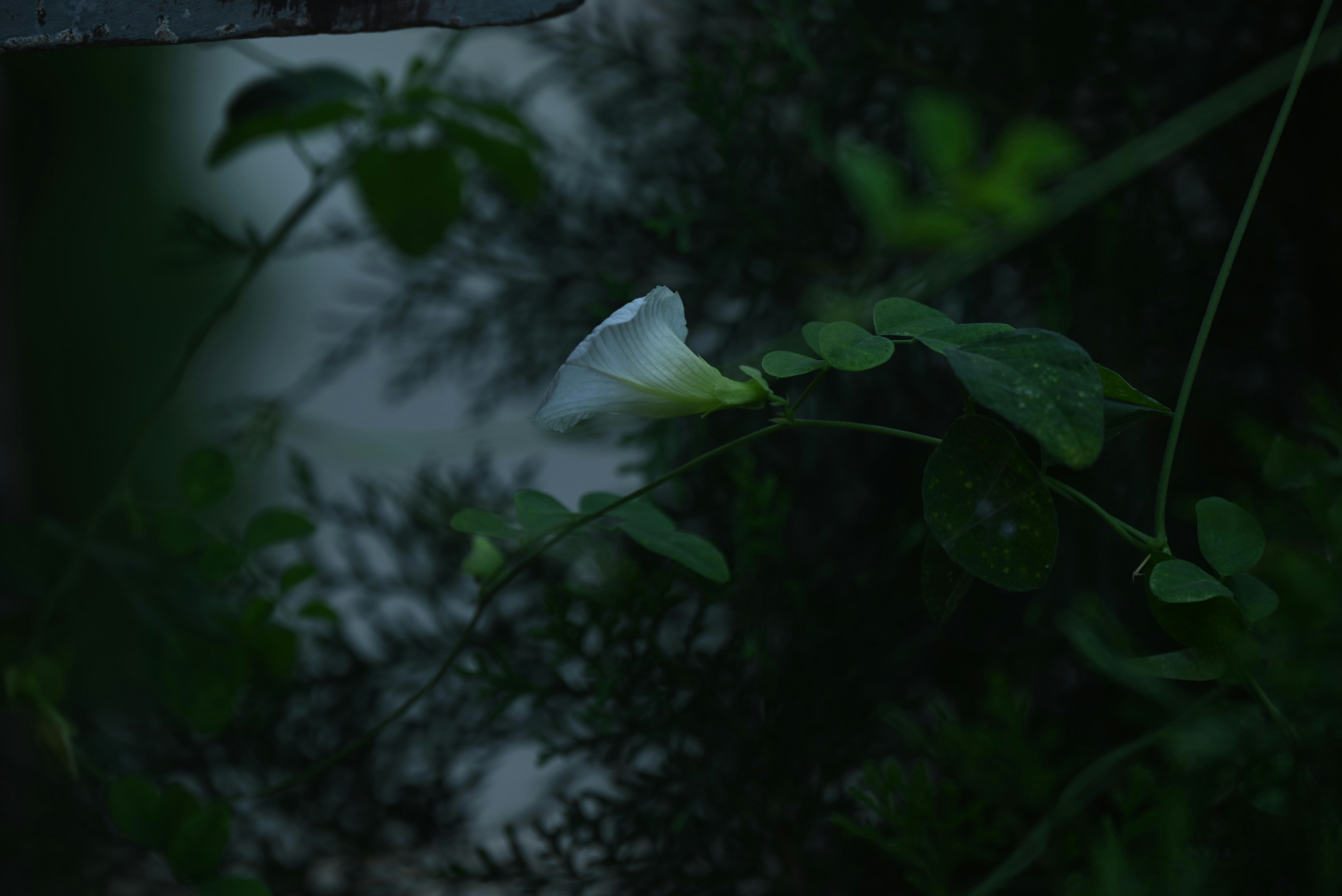 Una delicada flor blanca florece entre hojas verdes. foto – Imagen de Flor gratuita en Unsplash
