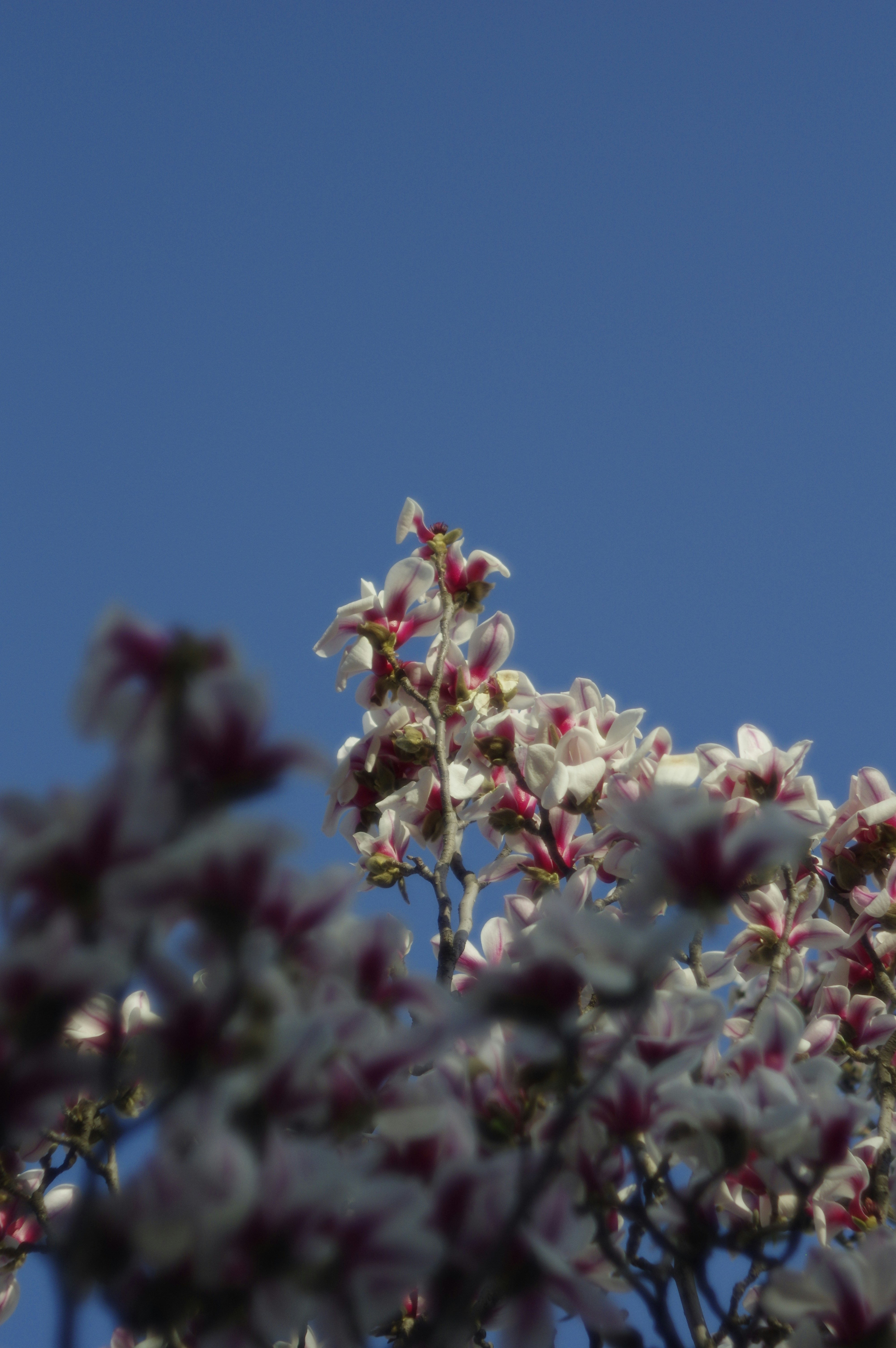 El árbol de magnolia florece contra un cielo azul brillante. foto ...