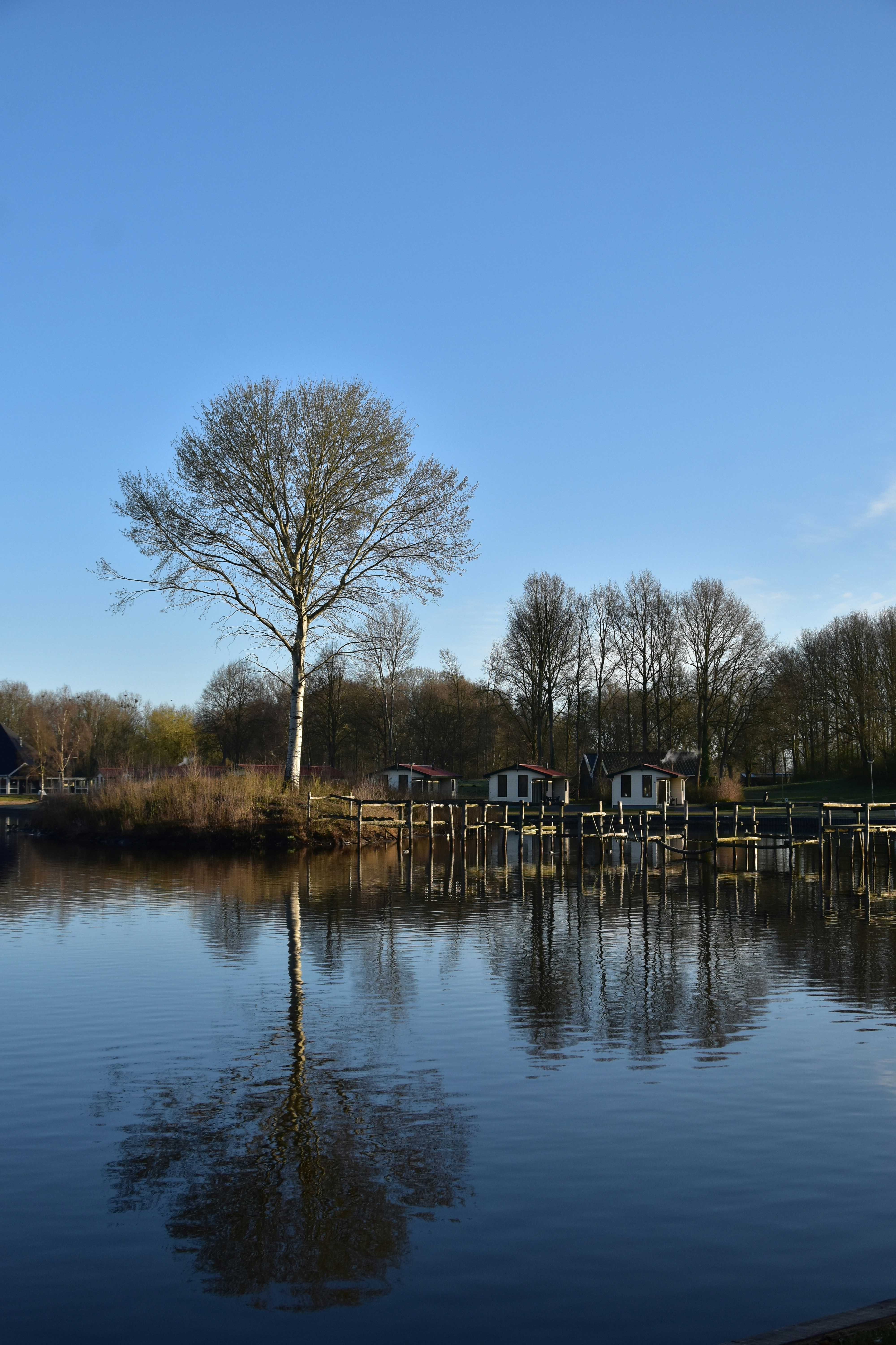 Bare tree stands tall by a lake, its reflection mirrored in the calm water under a clear blue sky.