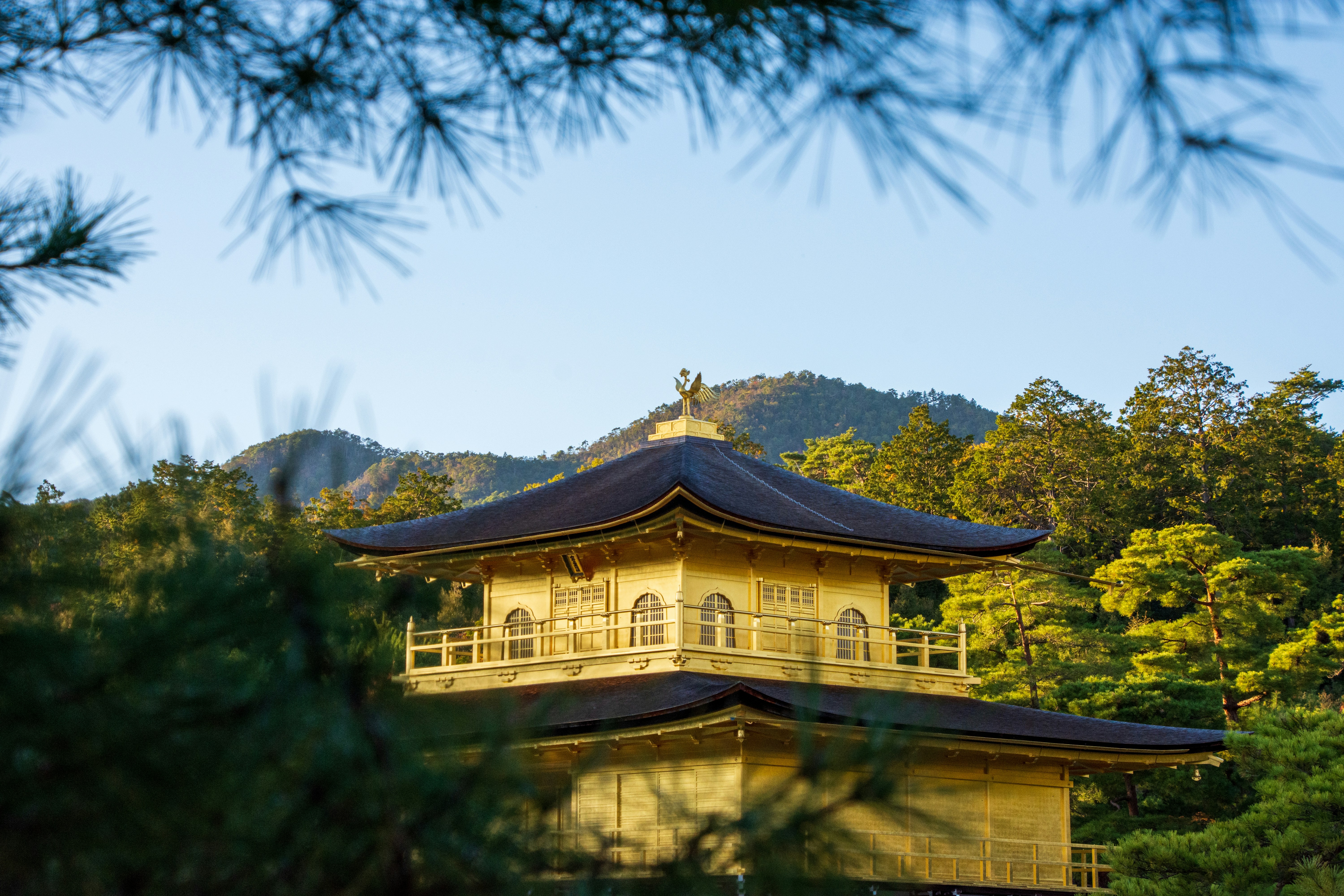 Golden pavilion temple is framed by lush greenery.