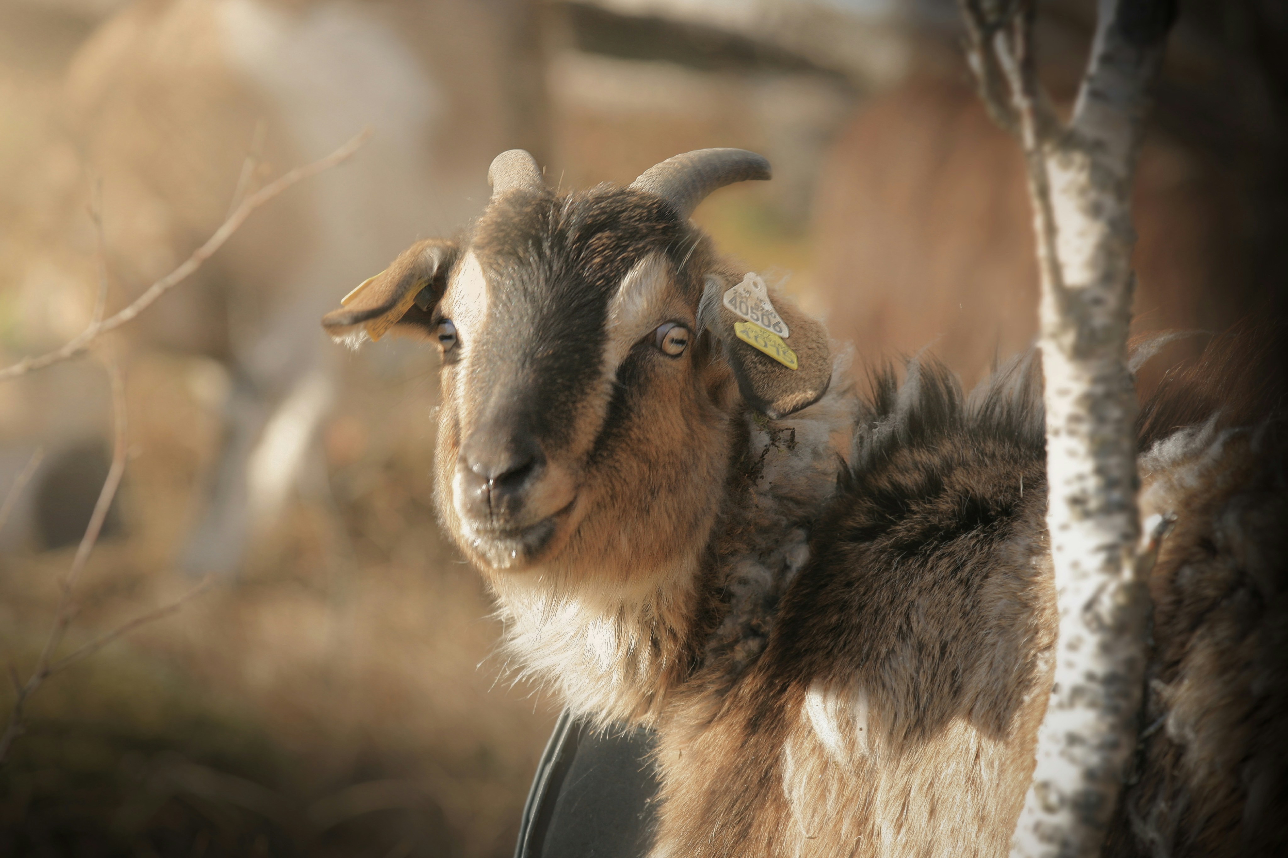 A goat poses for the camera. photo – Free Animal Image on Unsplash