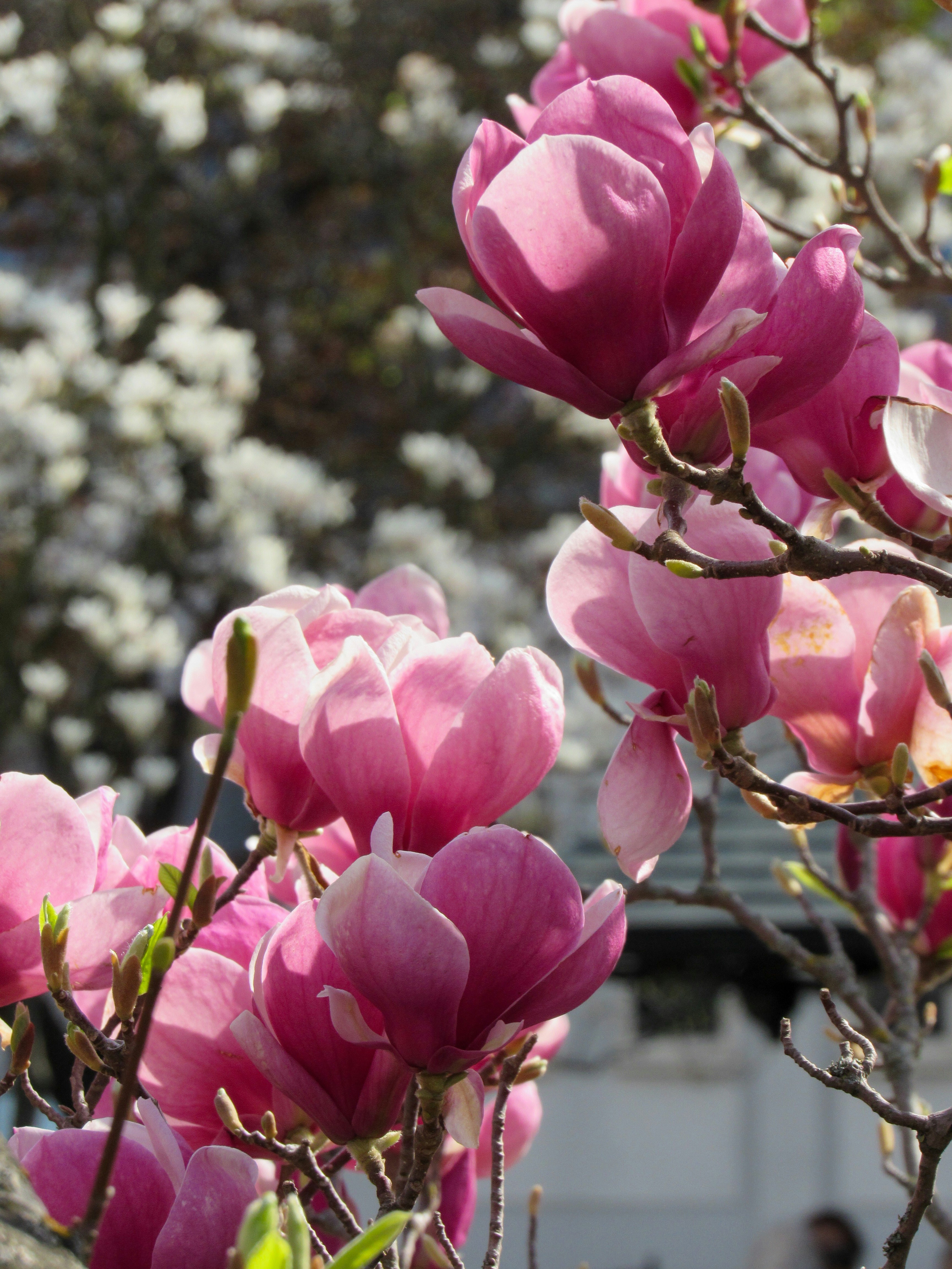 Las flores de magnolia rosa florecen maravillosamente en primavera ...