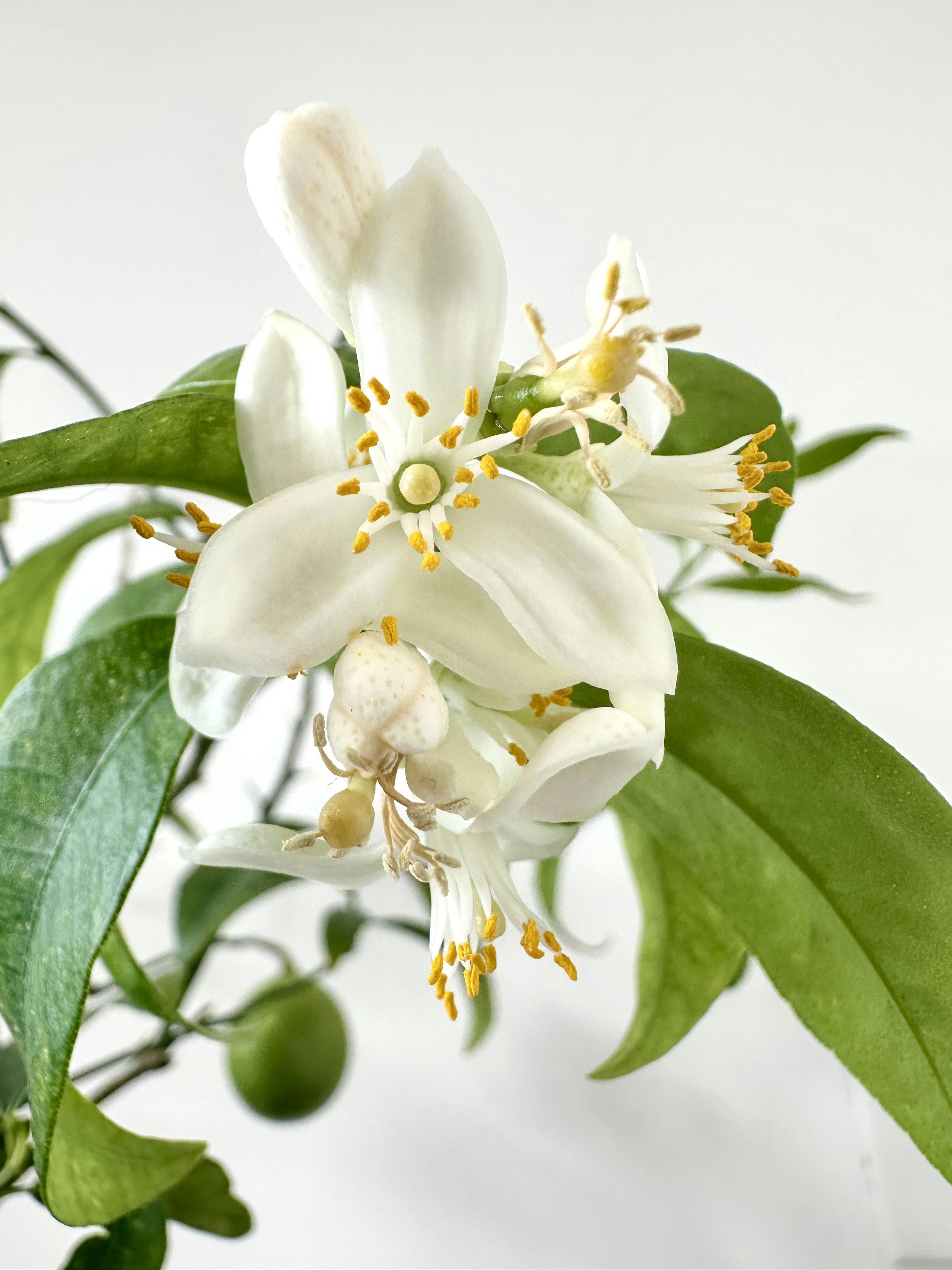 Sokmean Nou (@missxnou) | Unsplashフォトコミュニティ