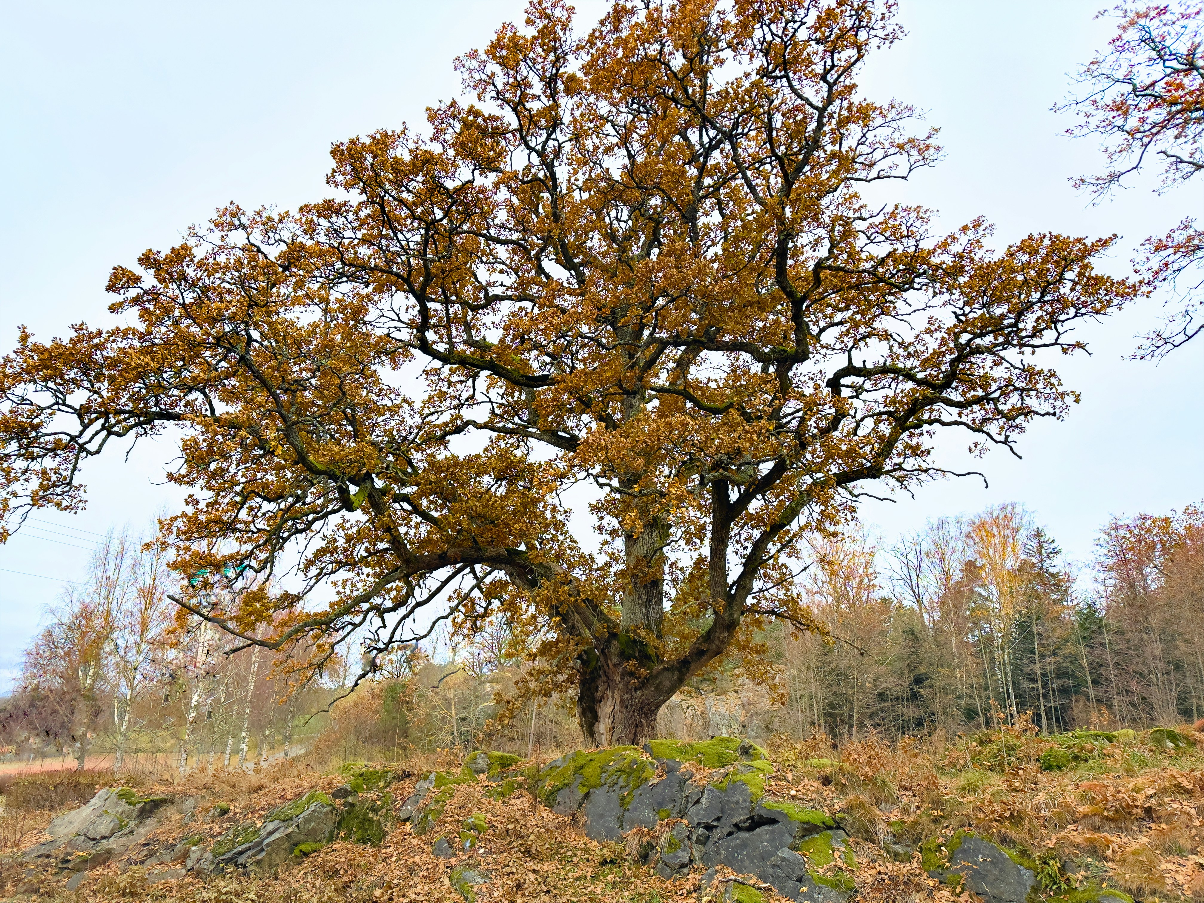 Majestic Oak Amid Autumn's Embrace