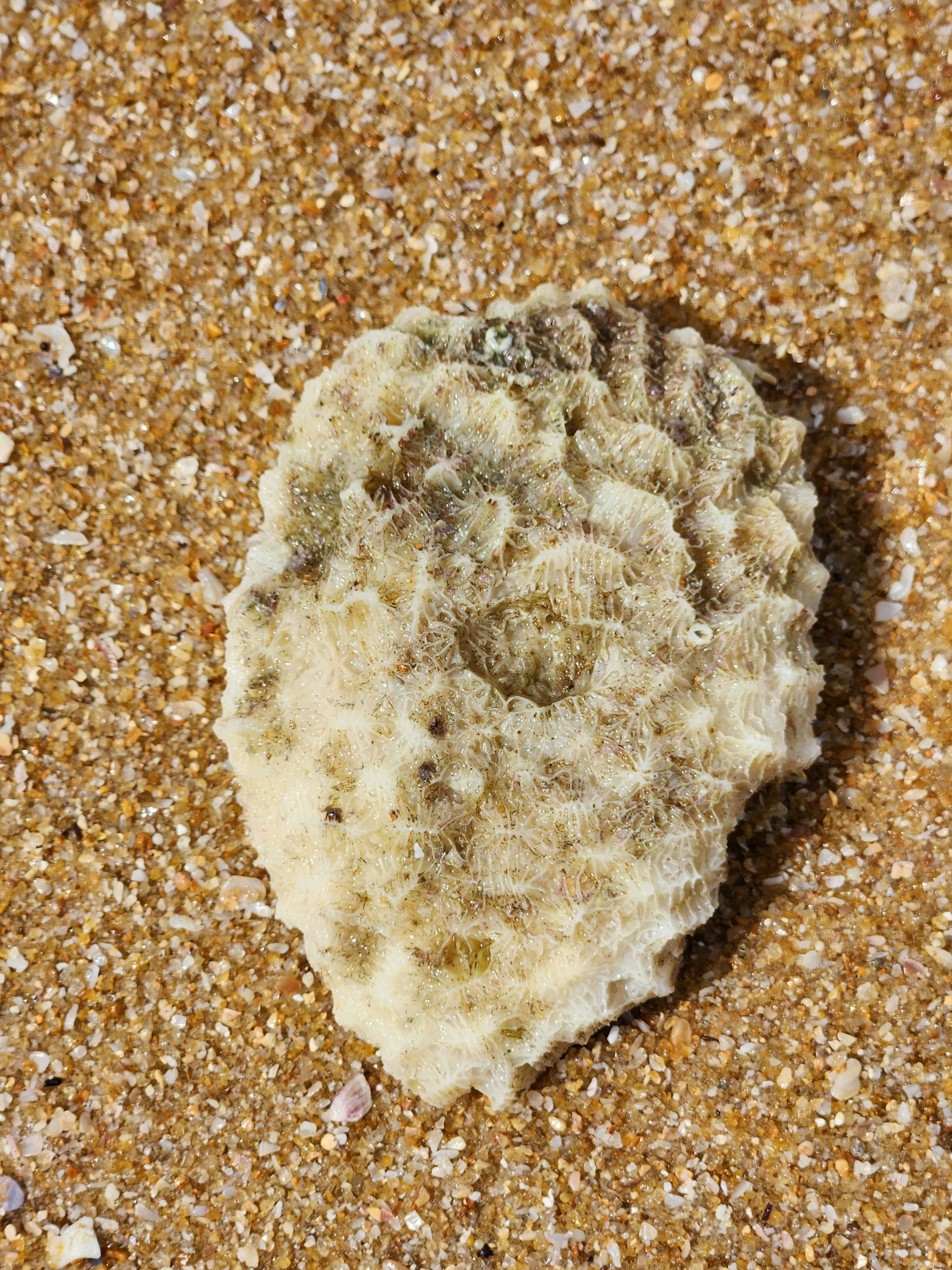 A hand holding a rounded, robust piece of coral skeleton.