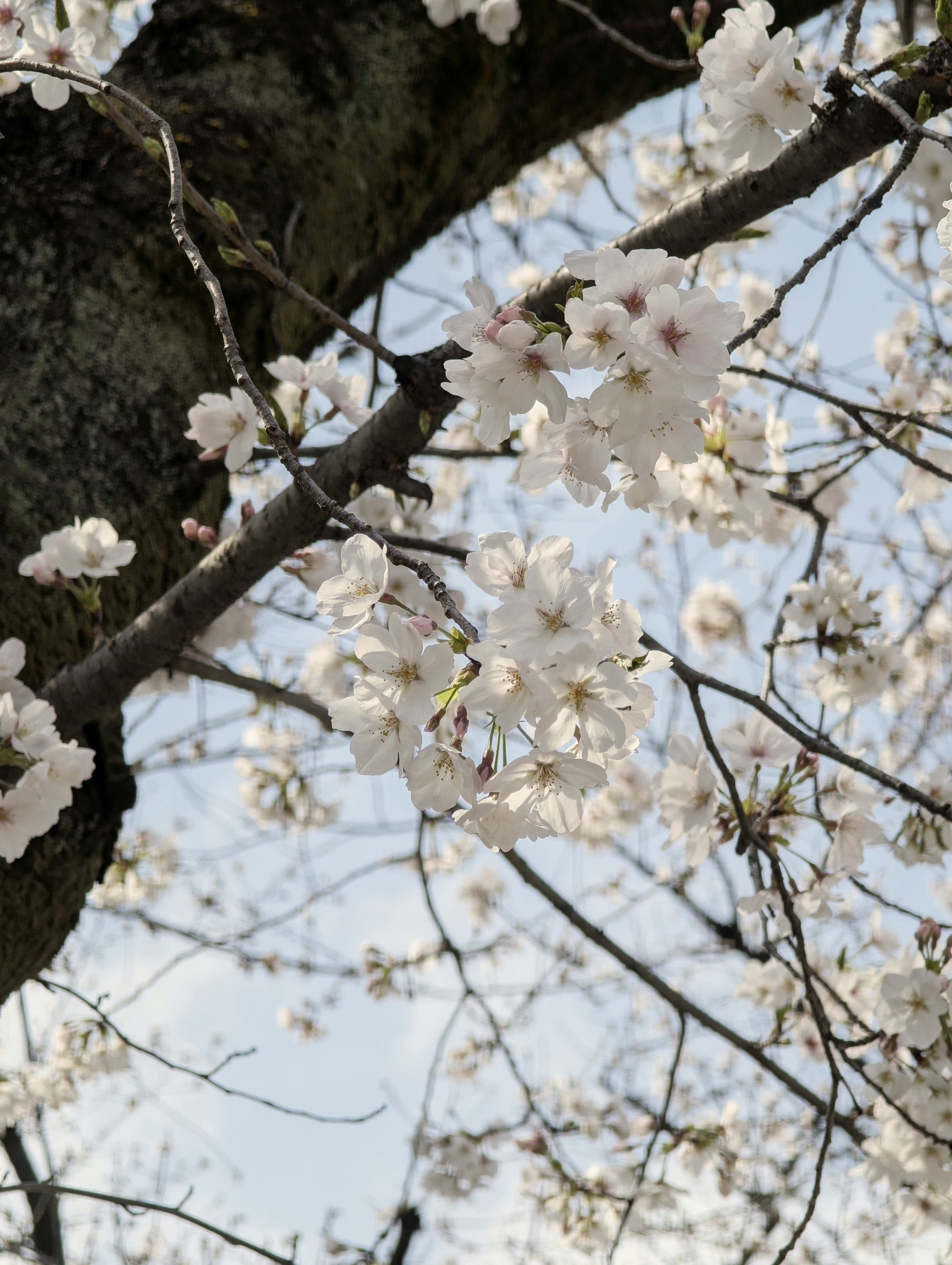 Cherry blossom flowers bloom on a tree branch. photo – Free Flower ...