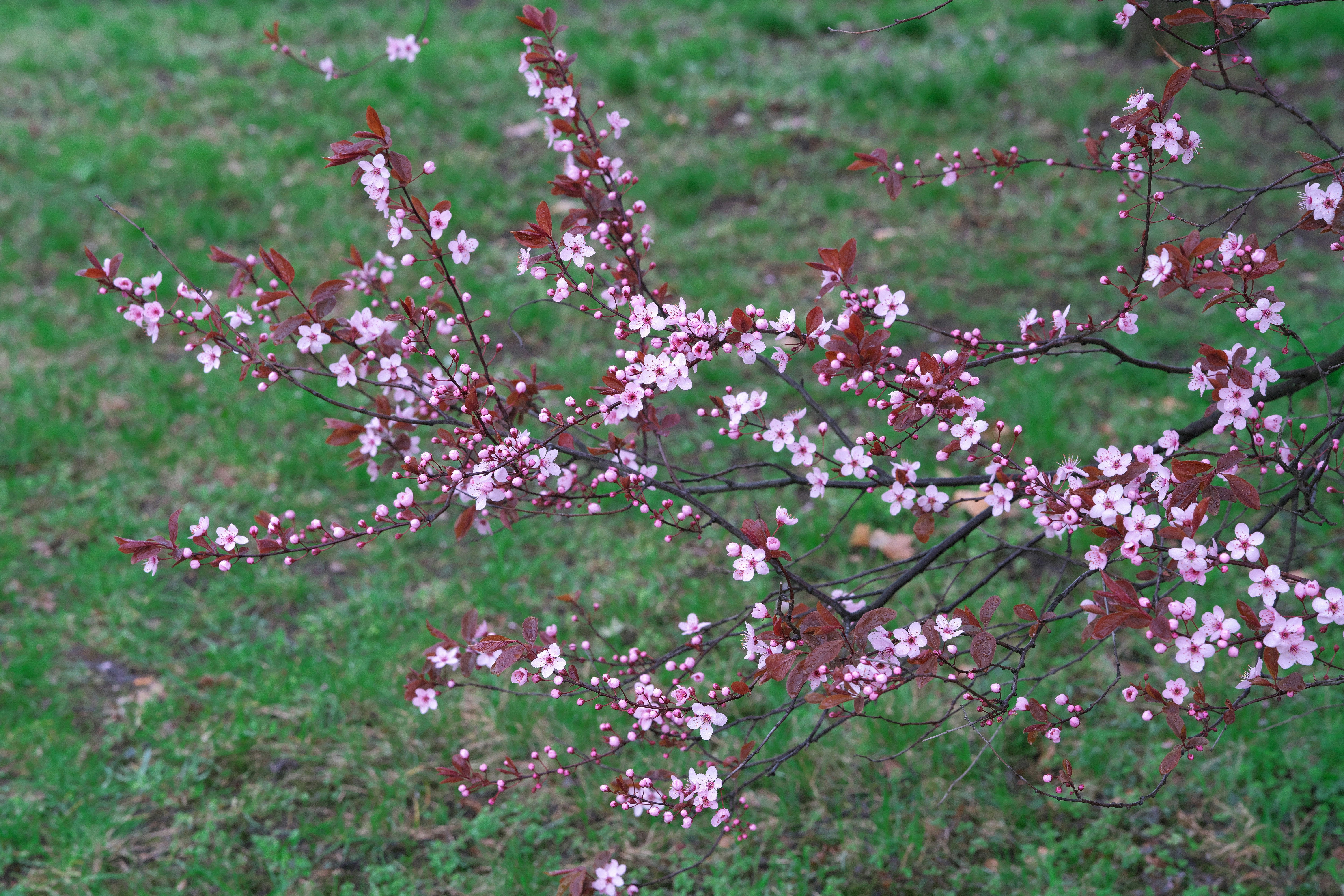 Petal Ribbon Over a Quiet Spring Lawn