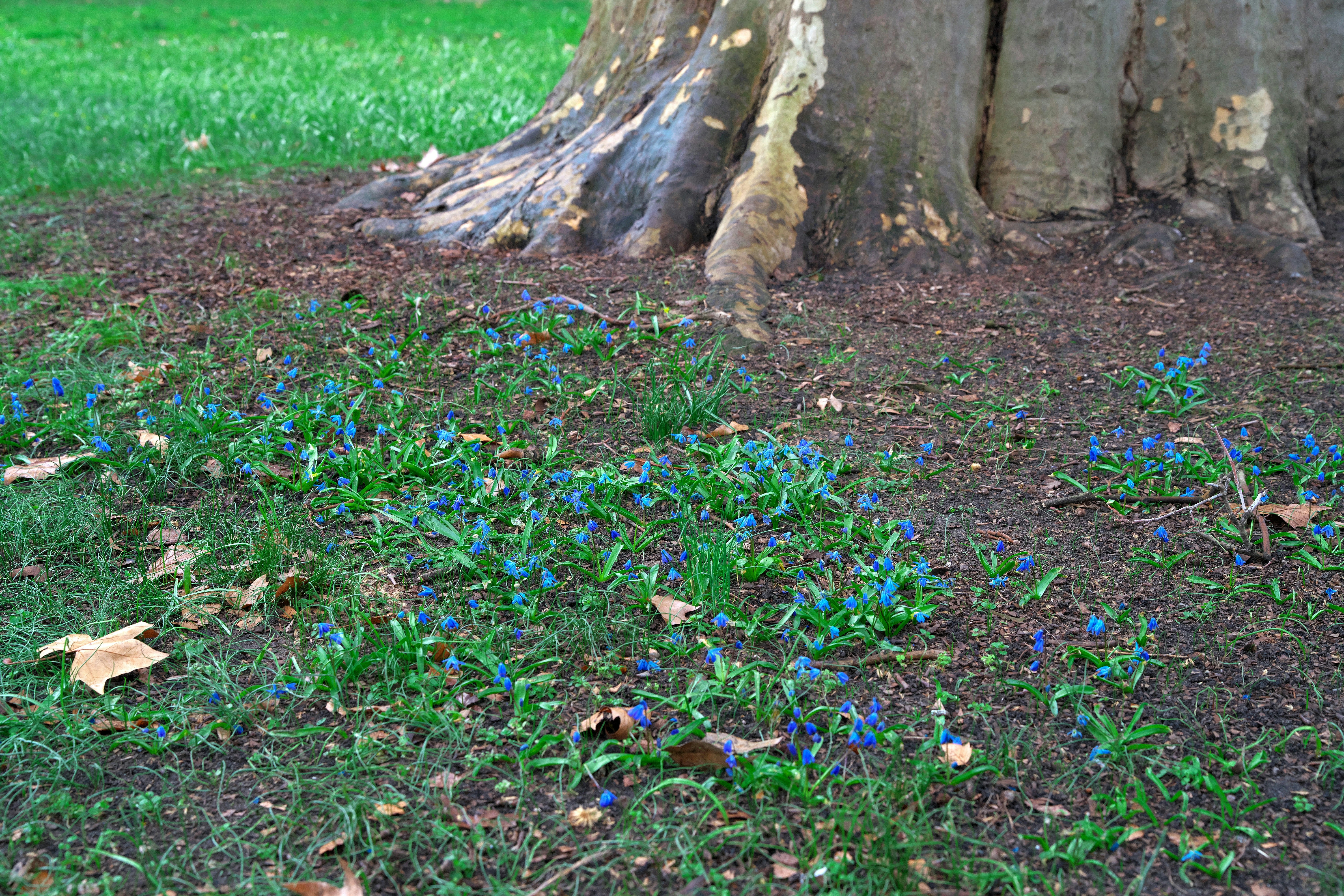 Scilla siberica, the Siberian squill or wood squill, is a species of flowering plant in the family Asparagaceae, native to southwestern Russia, the Caucasus, and Turkey. Despite its name, it is not native to Siberia. - Cebulica syberyjska lub cebulica leśna, to gatunek rośliny kwitnącej z rodziny szparagowatych (Asparagaceae), występujący w południowo-zachodniej Rosji, na Kaukazie i w Turcji. Pomimo swojej nazwy, nie pochodzi z Syberii. - Пролеска сибирская - вид цветковых растений семейства Спаржевые (Asparagaceae), произрастающий на юго-западе России, на Кавказе и в Турции... | Blue flowers bloom around a tree trunk.