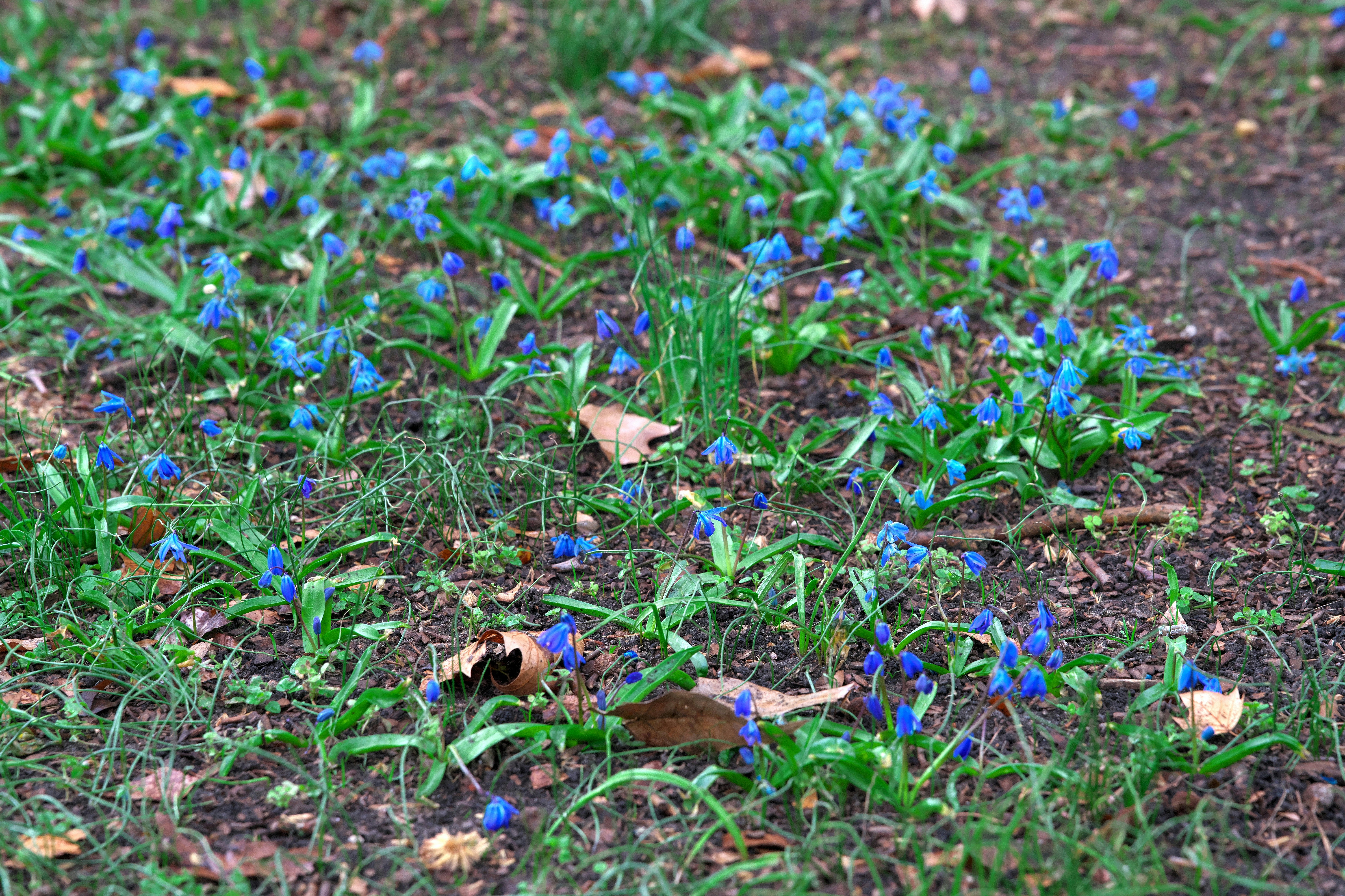 Scilla siberica, the Siberian squill or wood squill, is a species of flowering plant in the family Asparagaceae, native to southwestern Russia, the Caucasus, and Turkey. Despite its name, it is not native to Siberia. - Cebulica syberyjska lub cebulica leśna, to gatunek rośliny kwitnącej z rodziny szparagowatych (Asparagaceae), występujący w południowo-zachodniej Rosji, na Kaukazie i w Turcji. Pomimo swojej nazwy, nie pochodzi z Syberii. - Пролеска сибирская - вид цветковых растений семейства Спаржевые (Asparagaceae), произрастающий на юго-западе России, на Кавказе и в Турции...