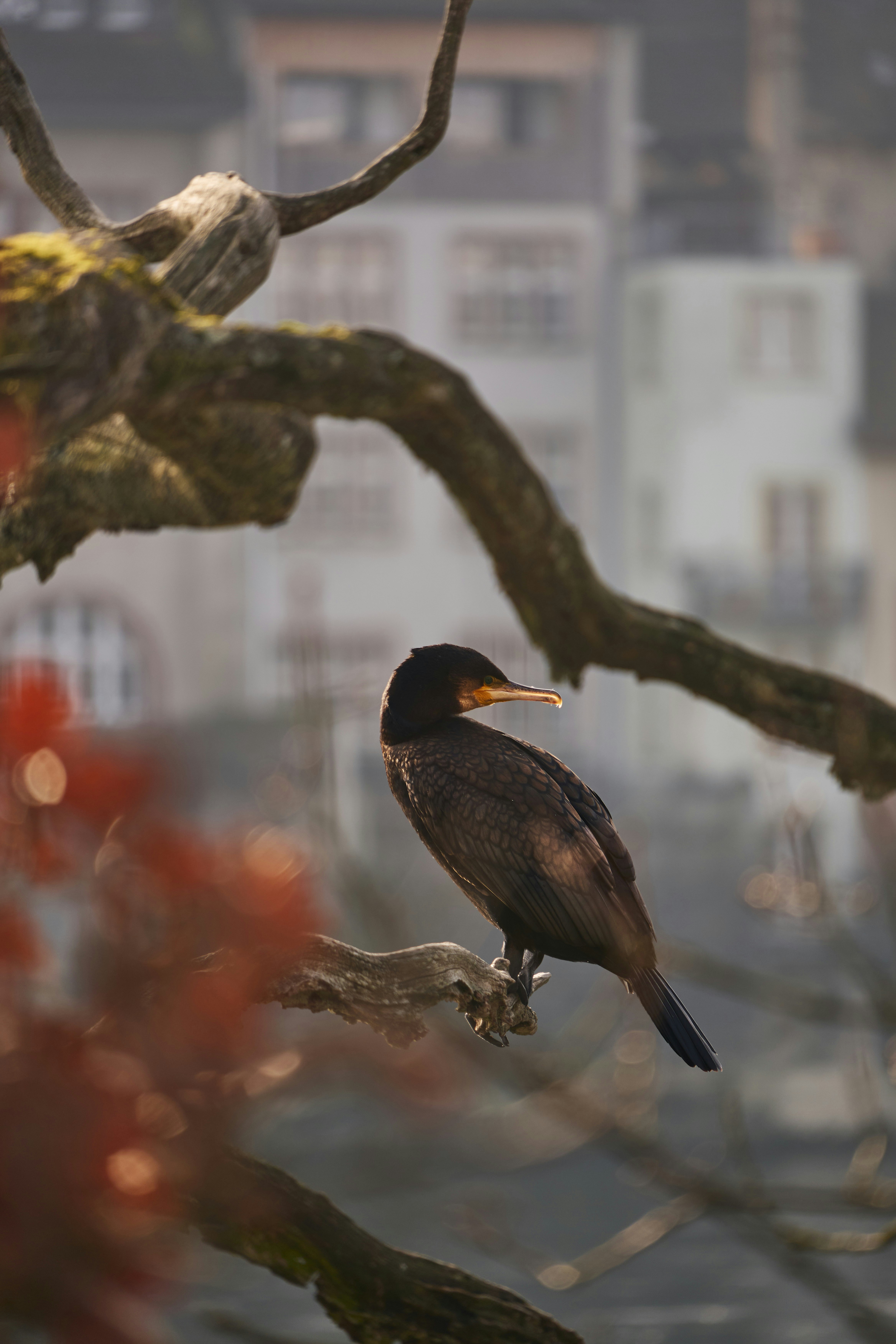 Urban Perch: A Weathered Branch Frames a Bird Against a Blurred Cityscape