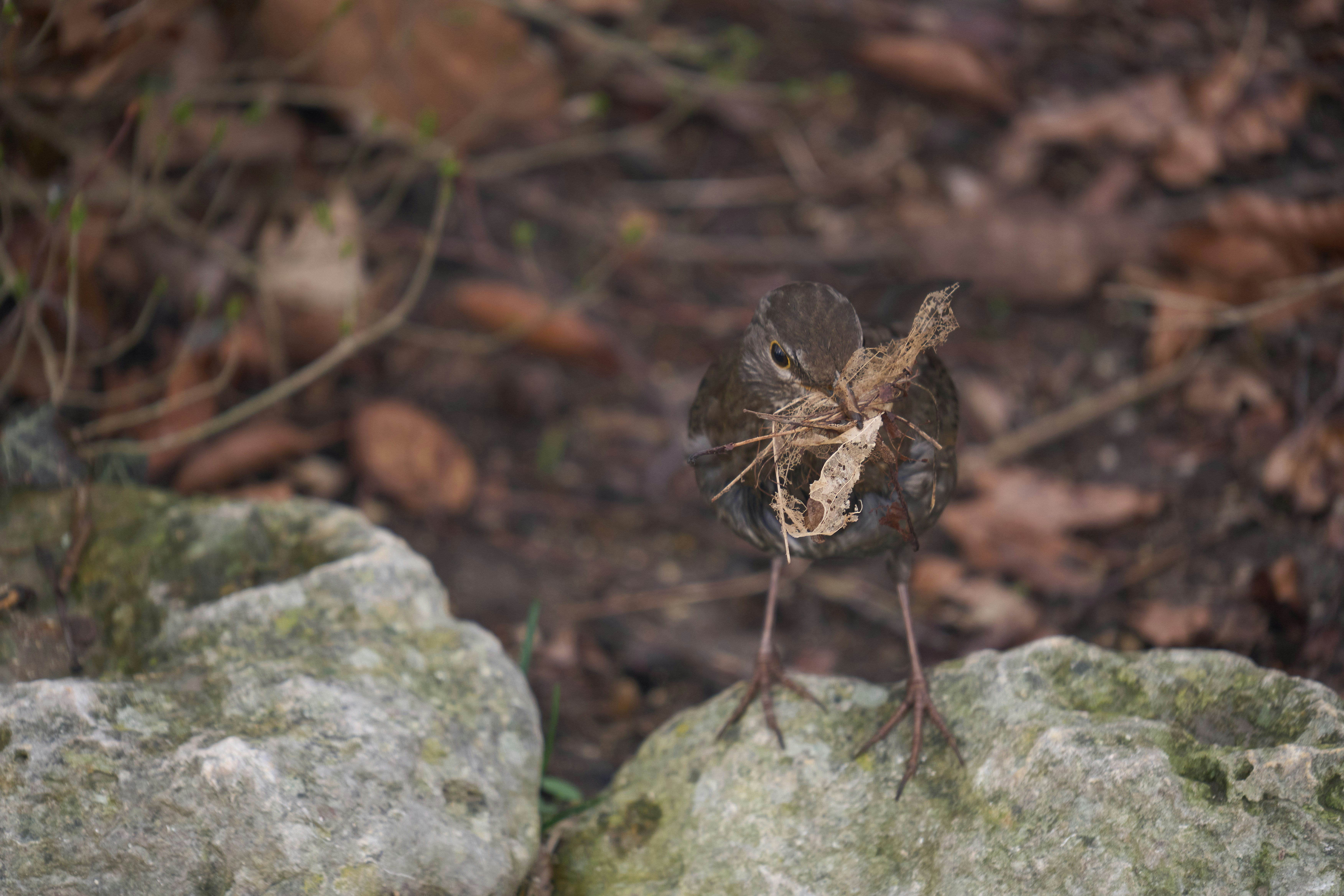 Stiff-legged Wader with Debris-Grasping Beak on Weathered Stones