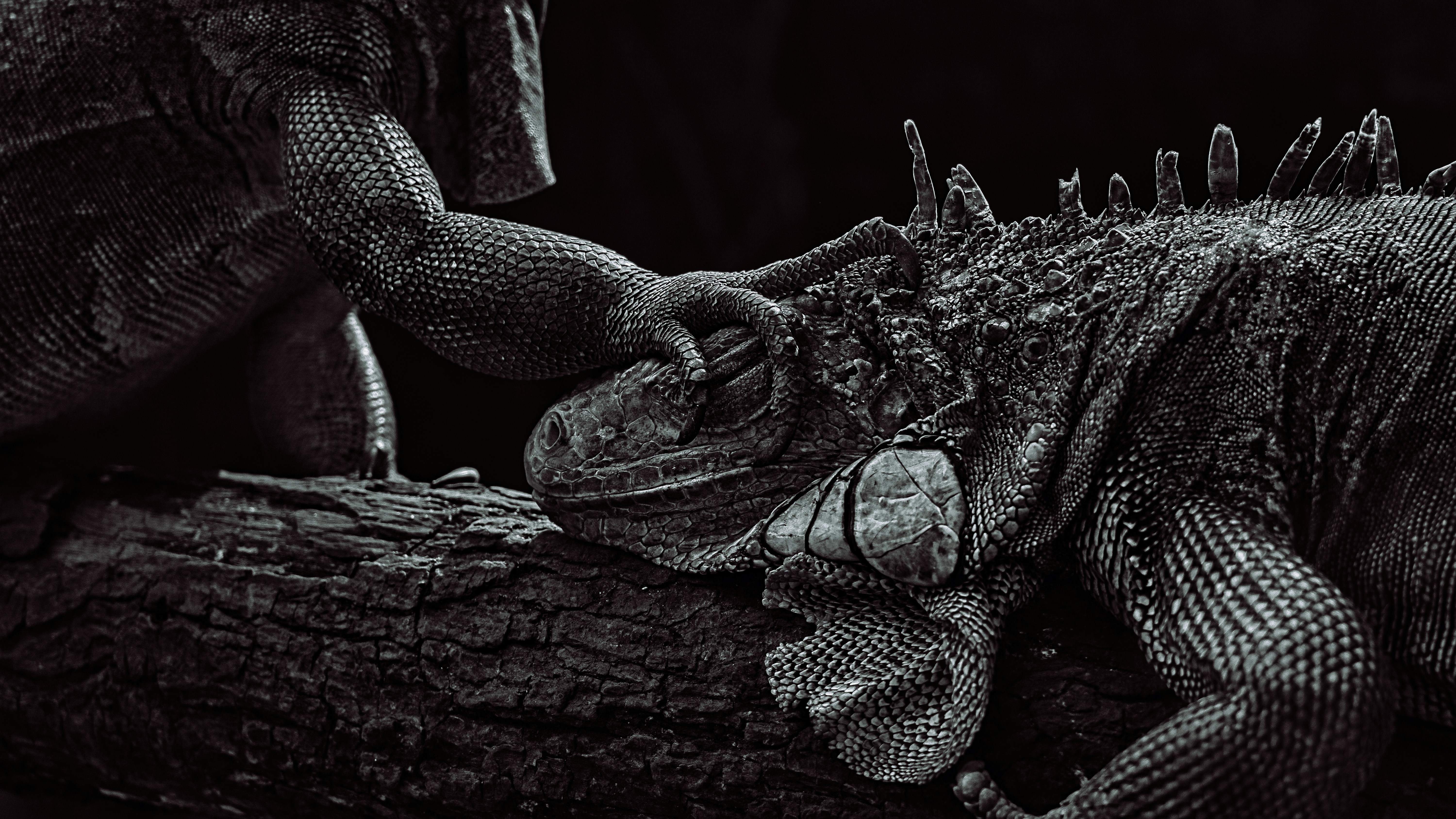 Iguana resting on a log with intricate textures highlighted in black and white.