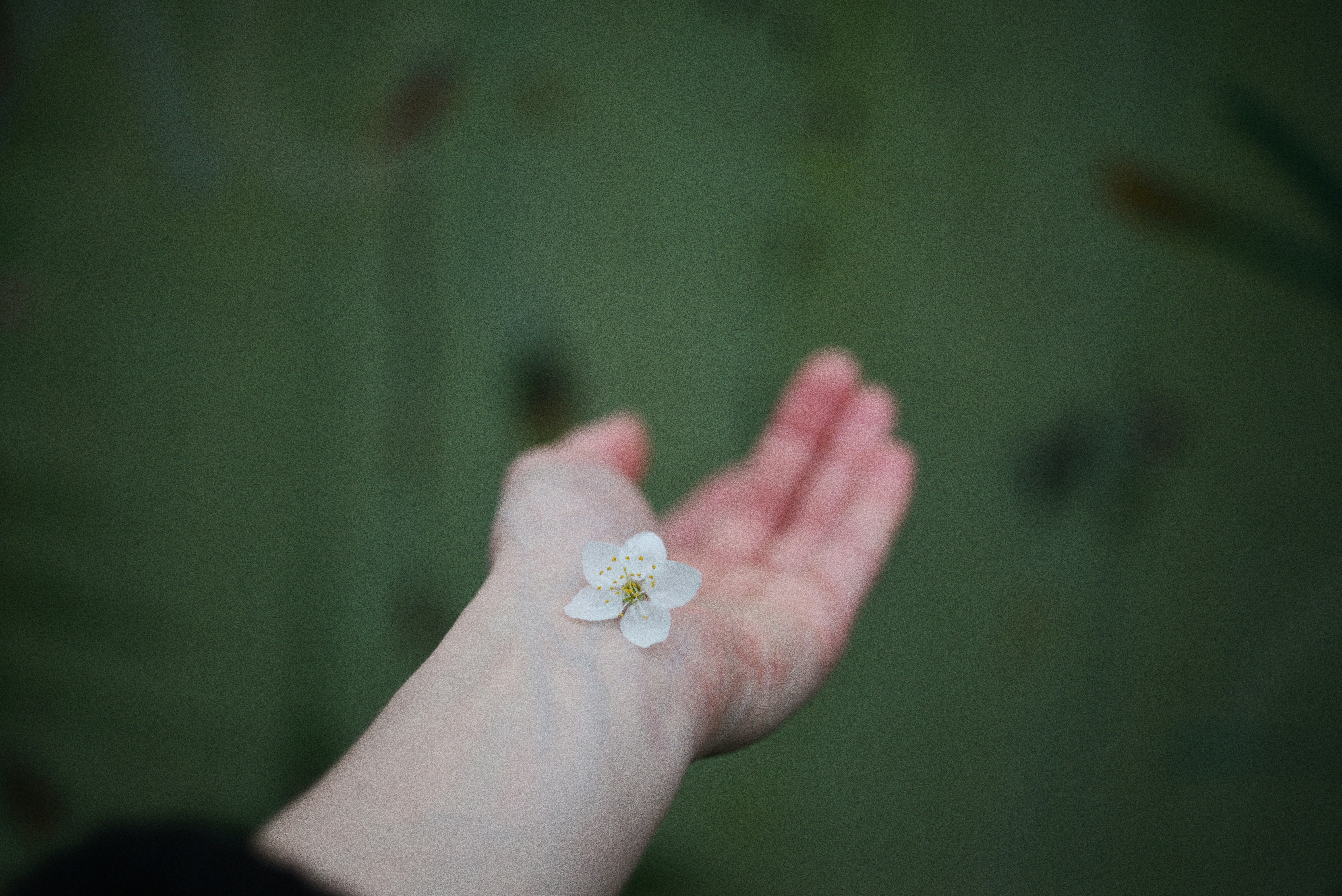 Palm-Sprung Bloom: A single white blossom in a velvet-green haze