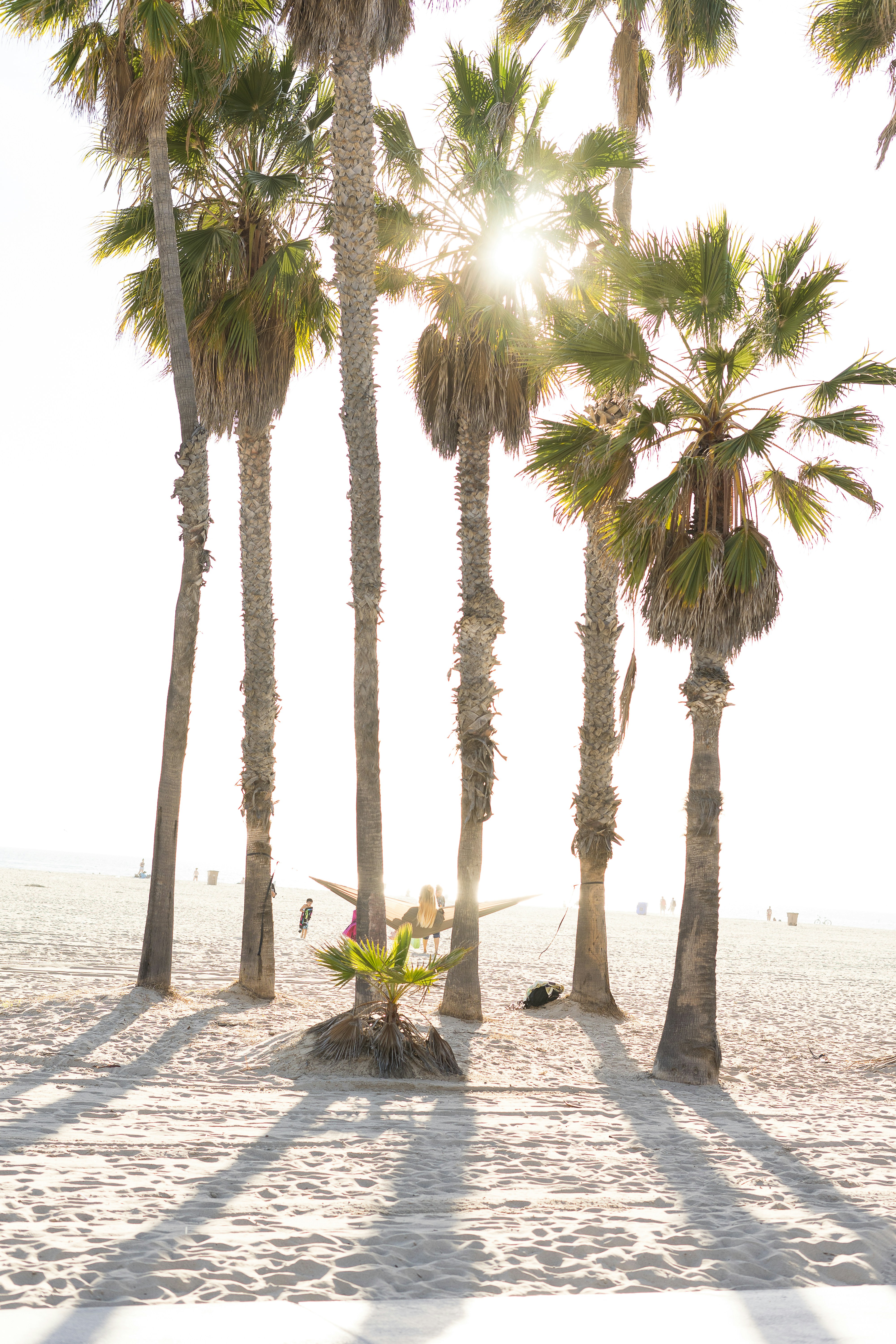 Sunlit Serenity Among Towering Palms
