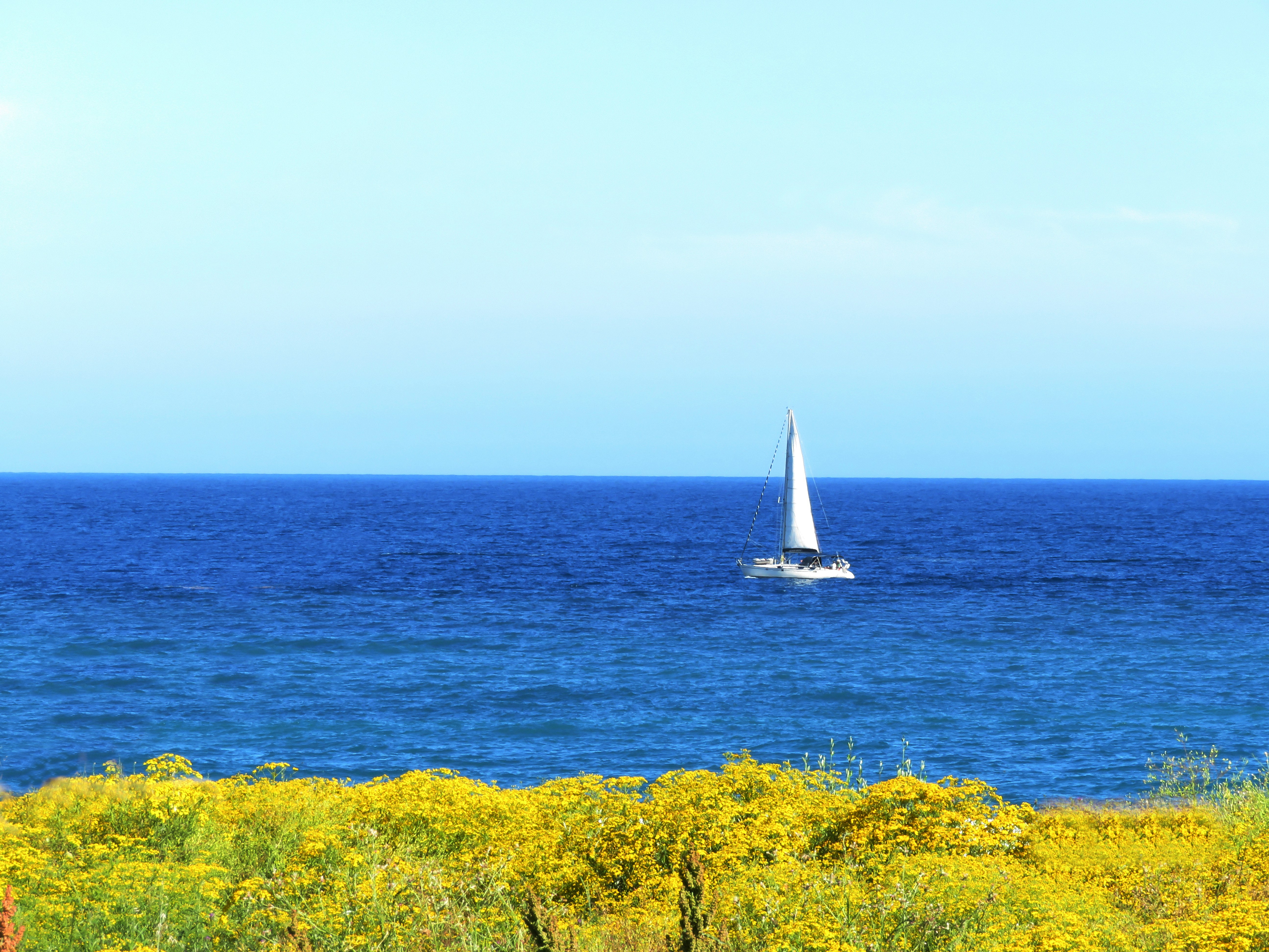 Sailboat on a calm horizon above a bright sea of yellow blooms