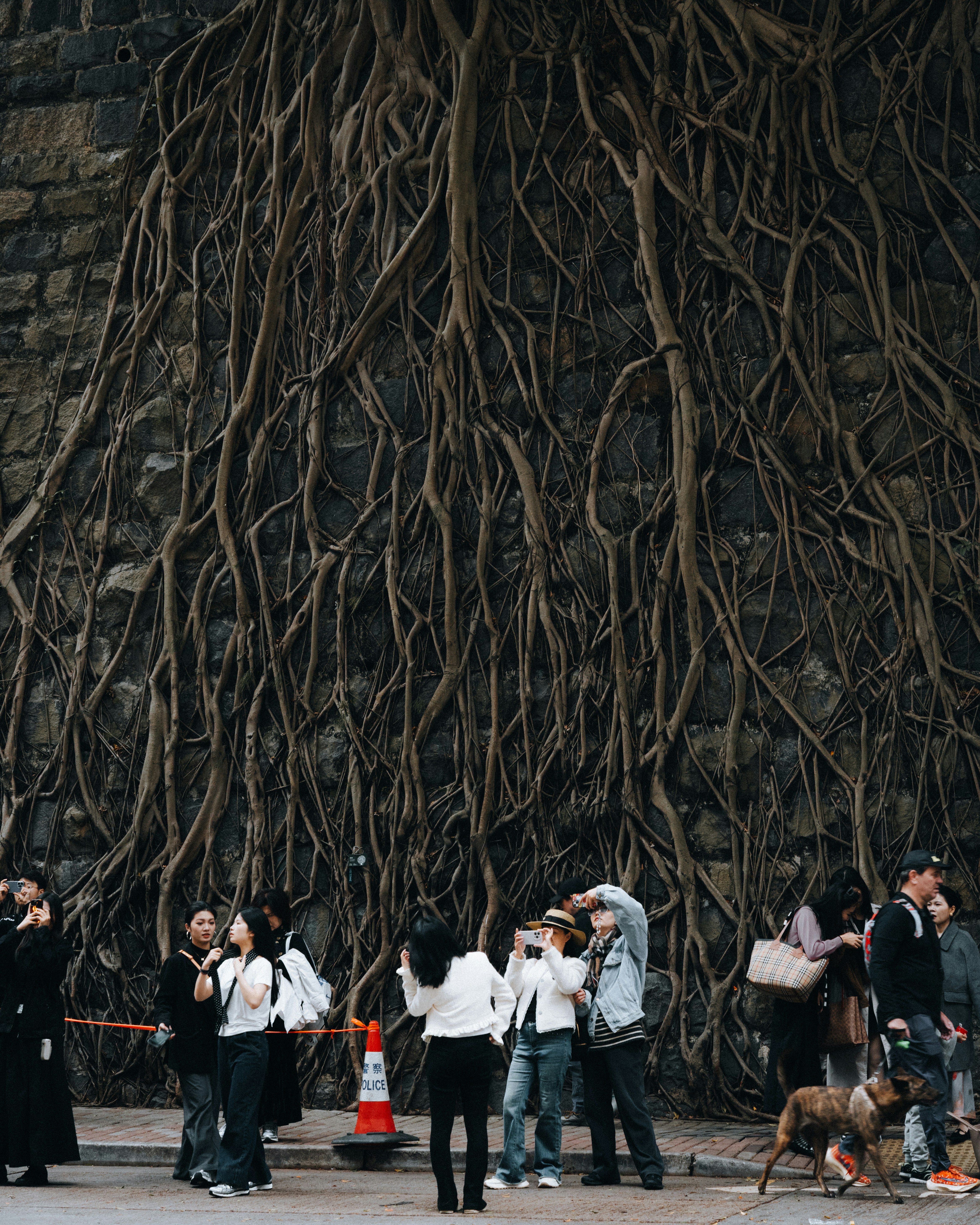 Rooted in Urban Silence: People Gather at the Wall of Vines