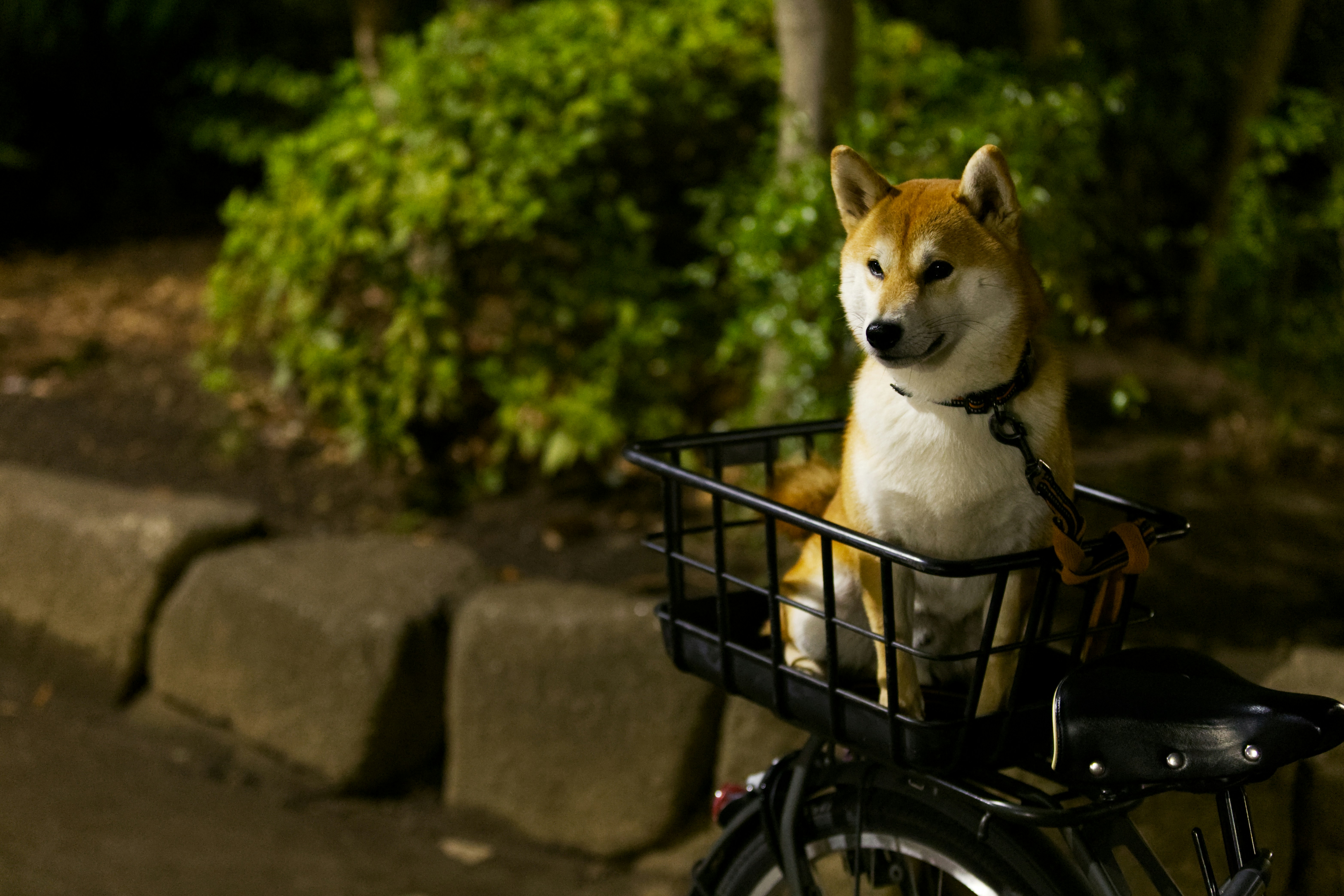 Shiba Inu sitting in a bicycle basket at night, surrounded by greenery.