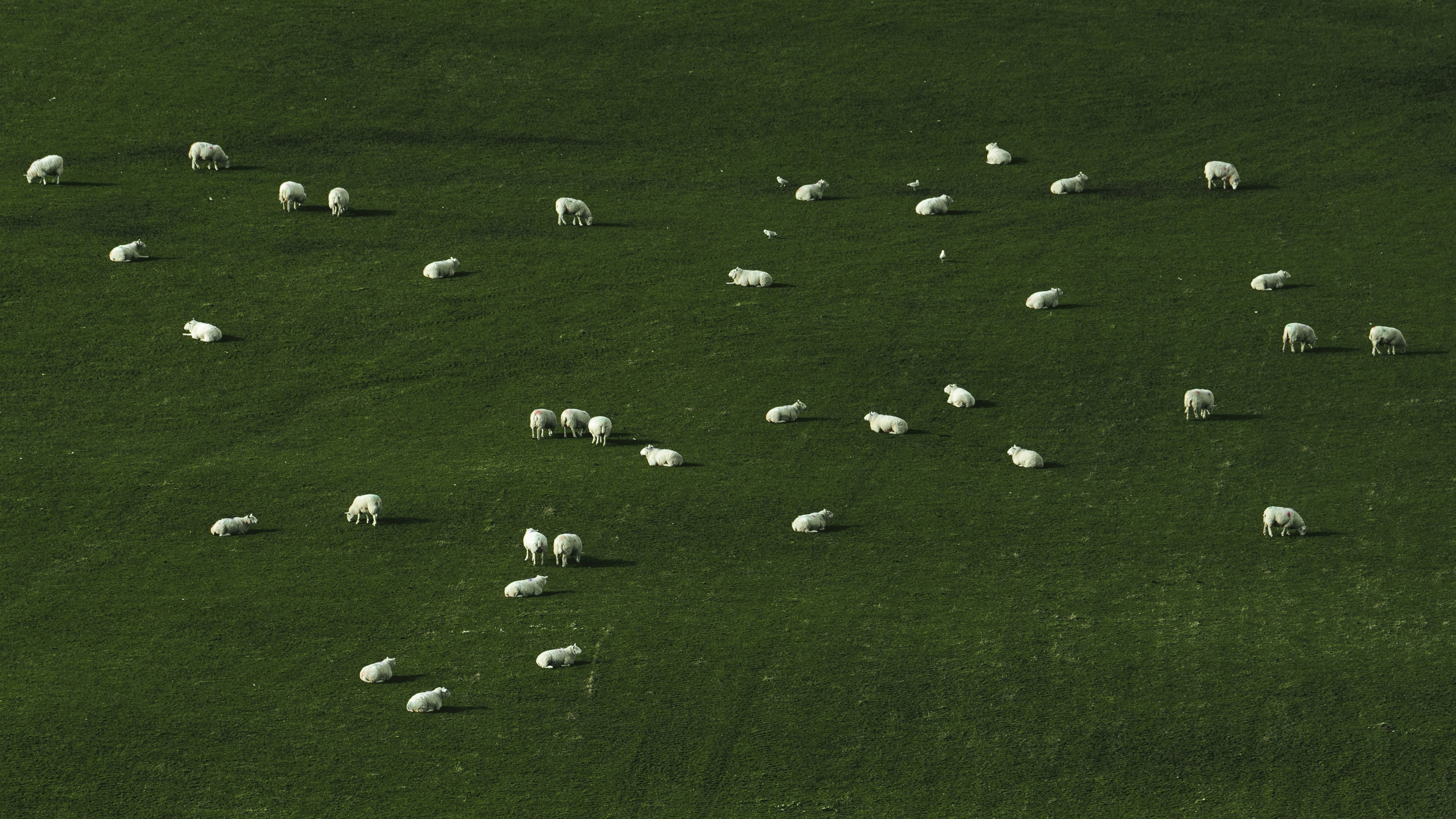 Sheep scattered across a lush green hillside under a clear sky.