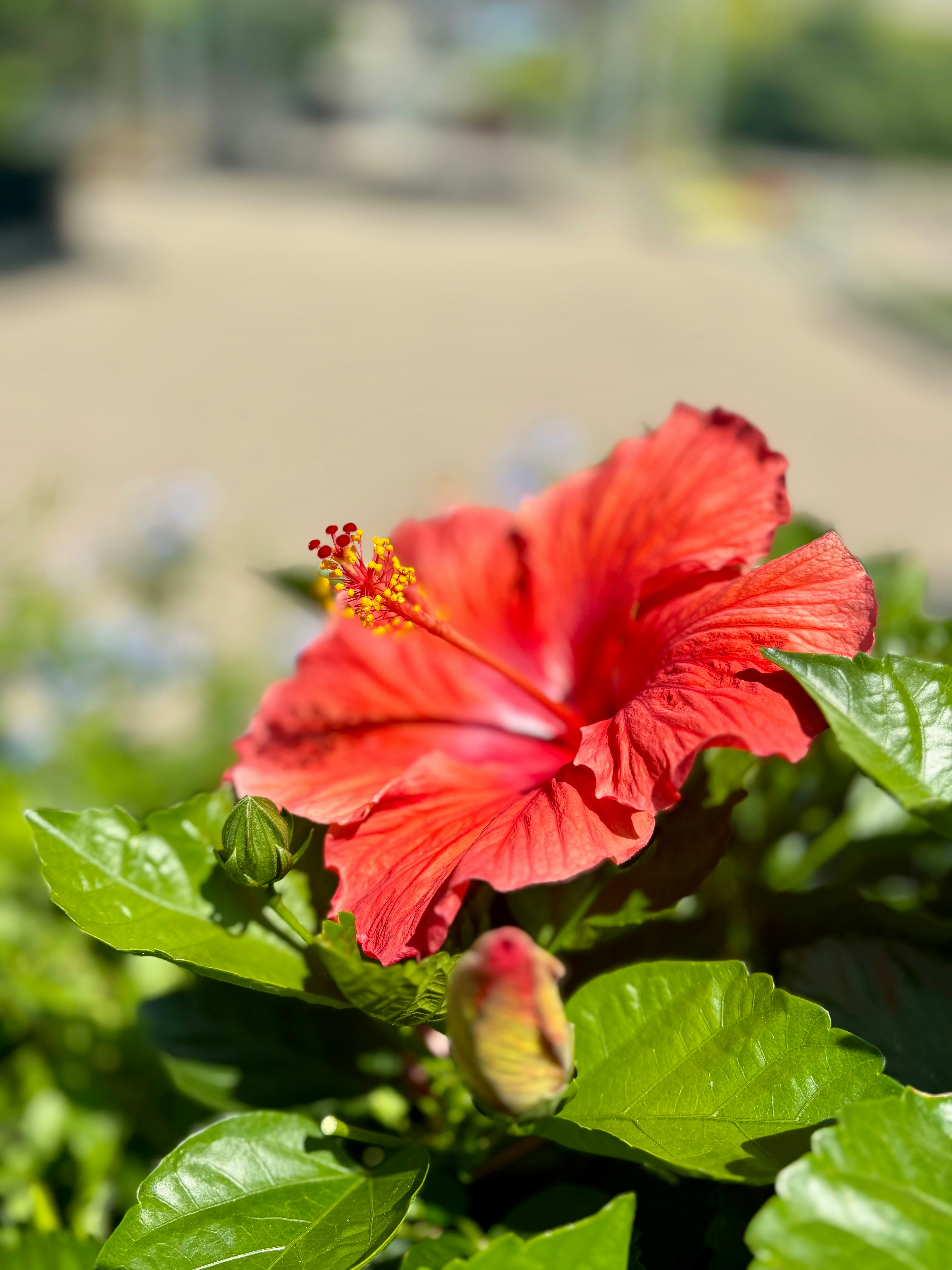 Scarlet Hibiscus in Focus: A Close-Up Amid Soft Garden Blur