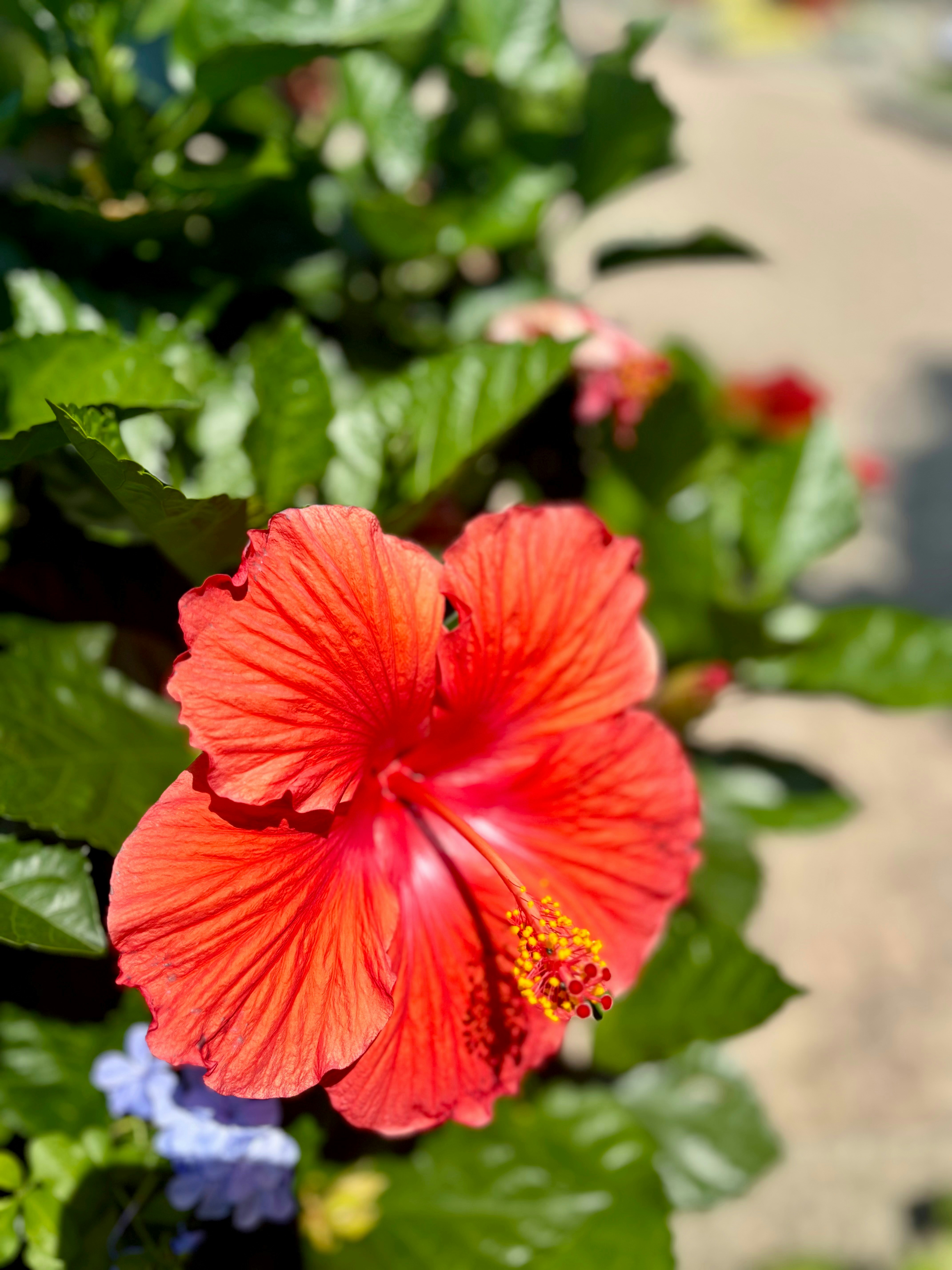 A vivid red hibiscus flower in full bloom. photo – Free Flower Image on ...