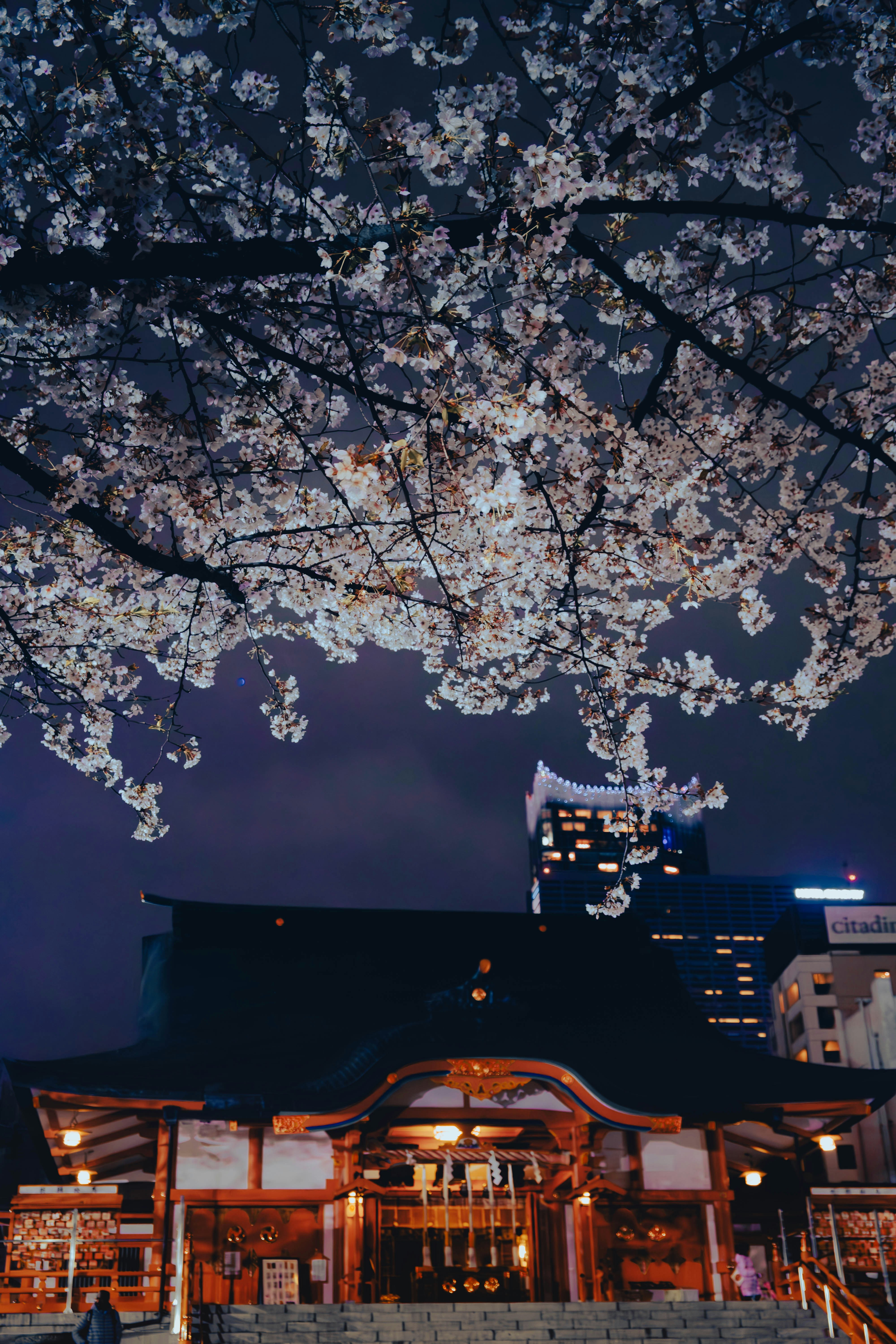 Nocturnal Blossoms Over Hanazono Shrine