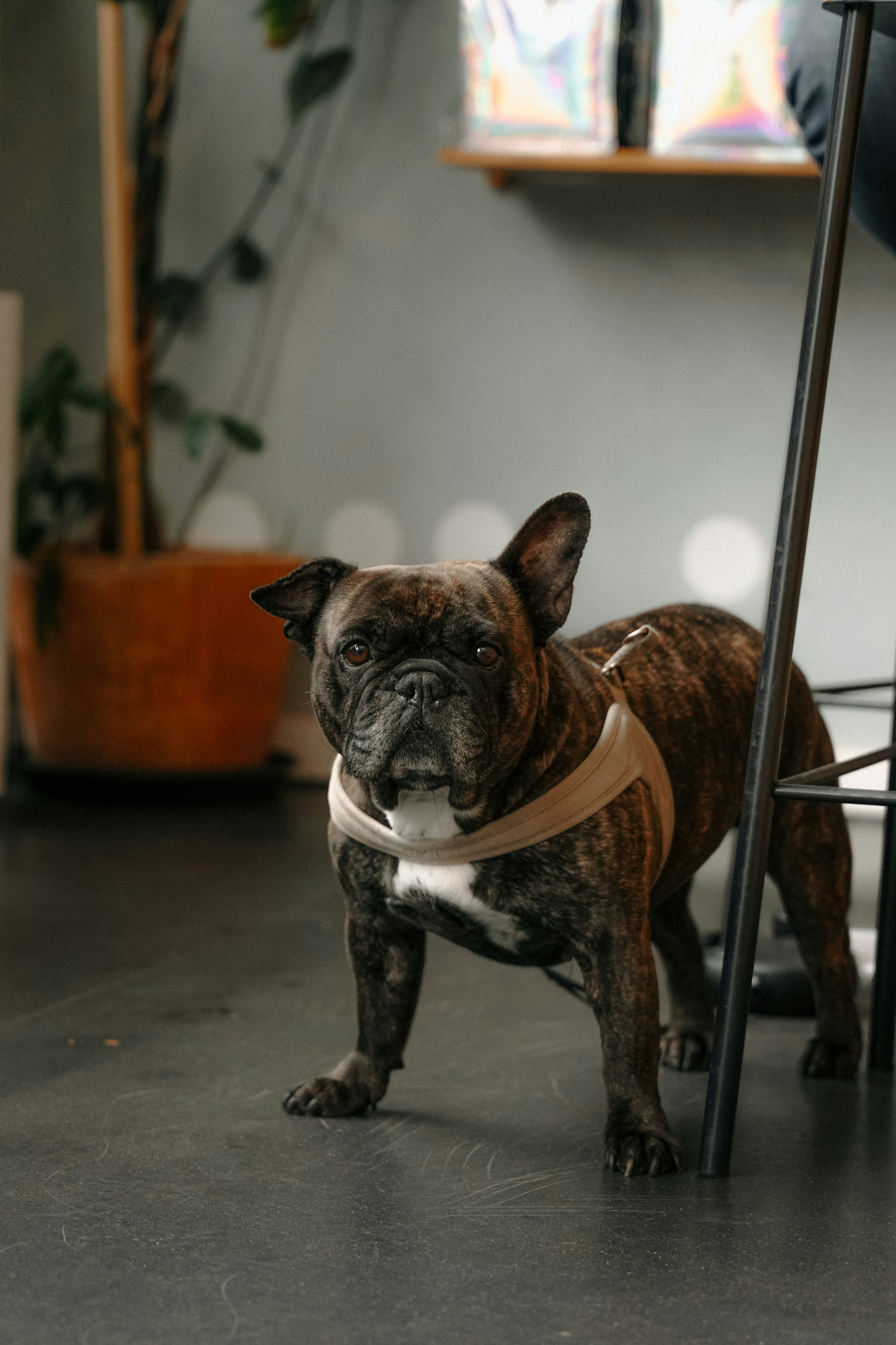 Grounded Confidence: A French Bulldog Anchored in Indoor Light