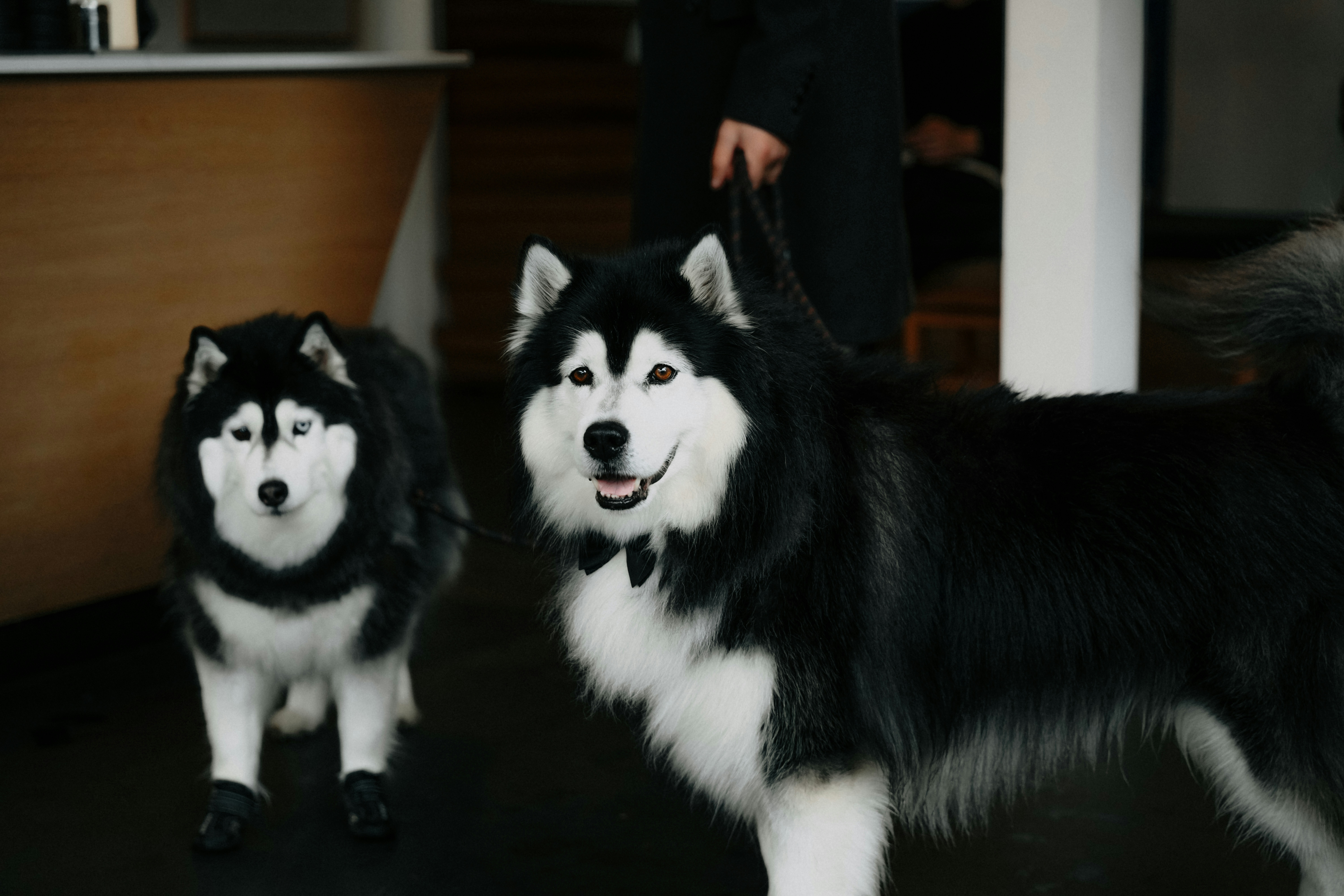 Two handsome huskies are posing for a photo. photo – Free Man Image on ...