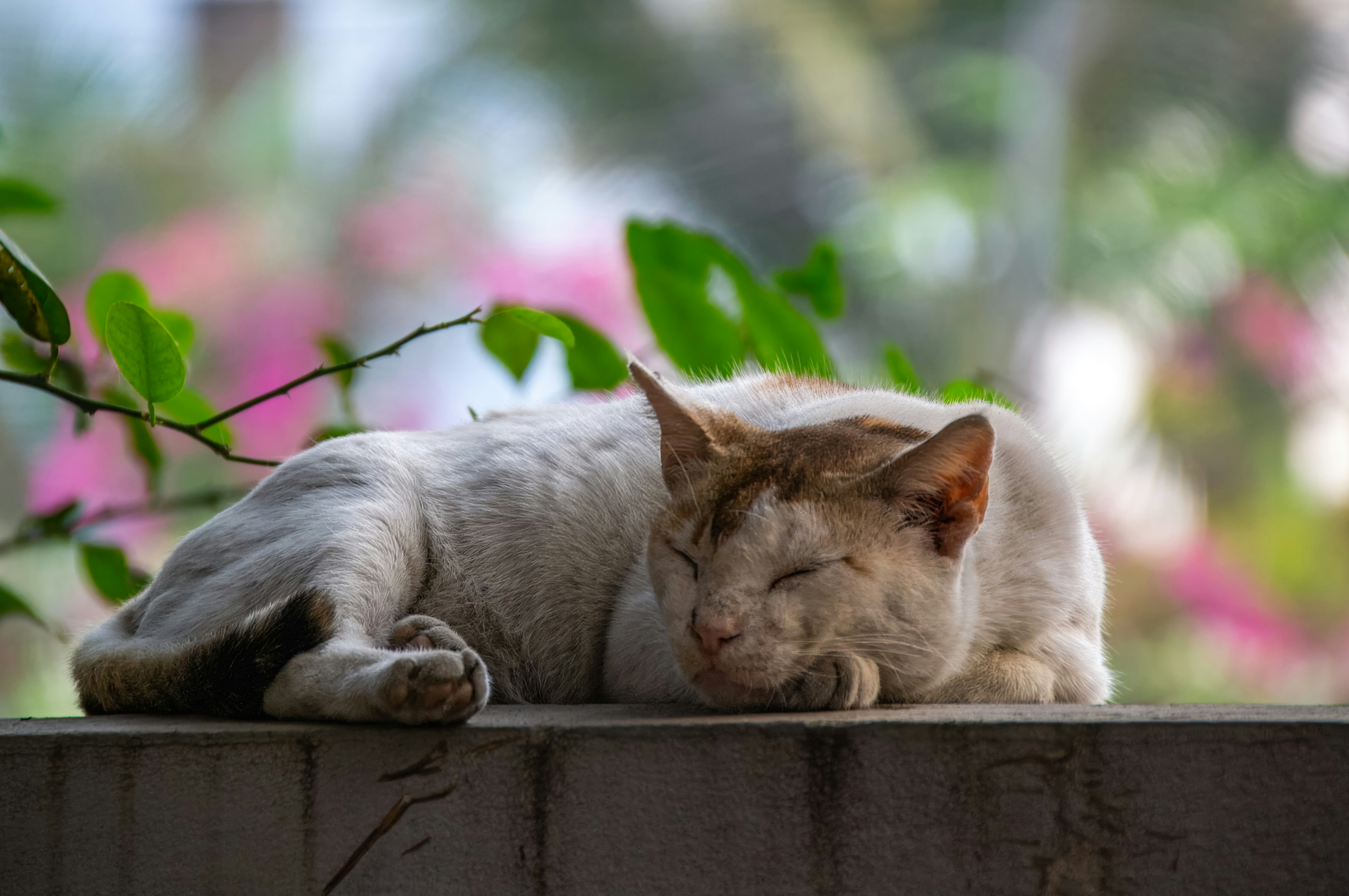 A white cat naps peacefully outdoors. photo – Free Cat Image on Unsplash
