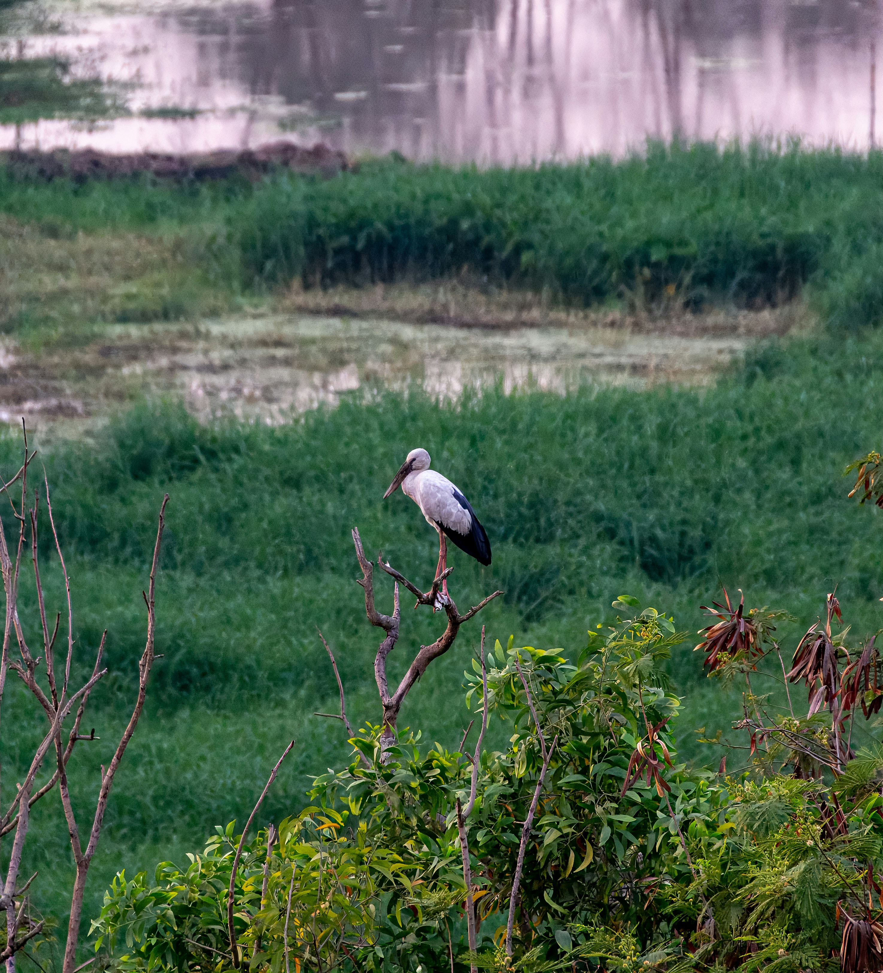 Perched Egret at the Marsh's Edge: Green Quiet and Pink Reflections